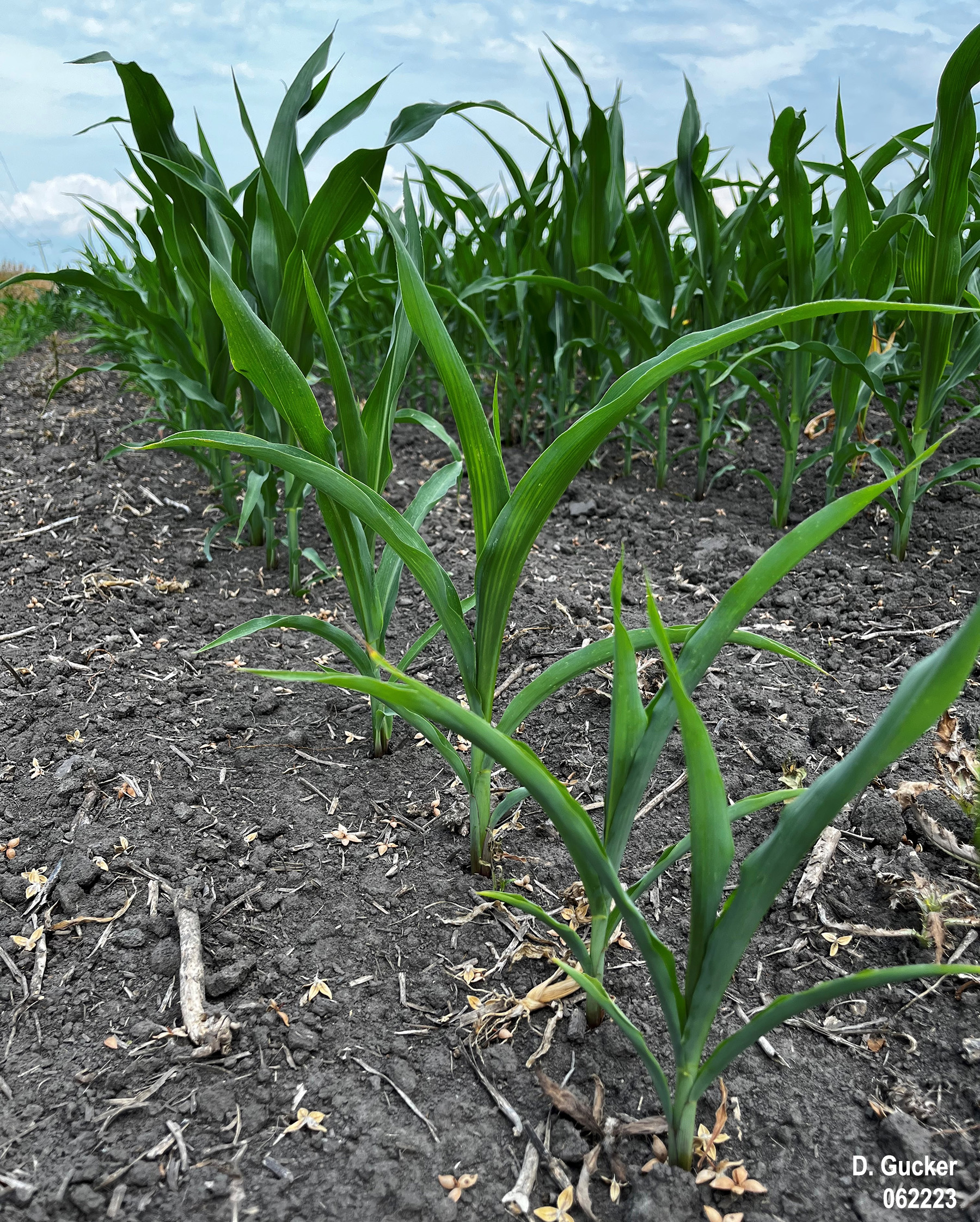 Illinois Crop Update - June 23, 2023 - farmdoc