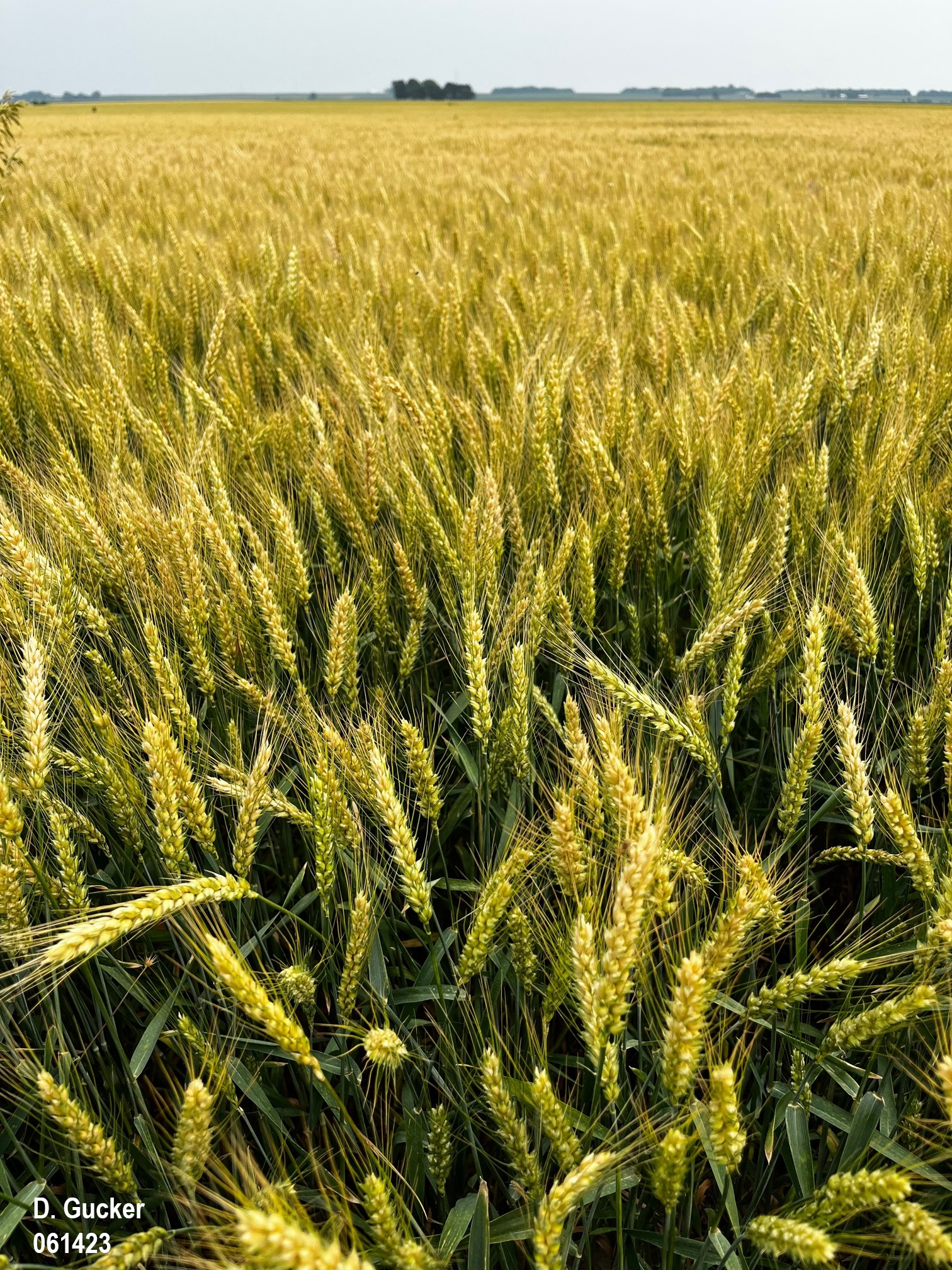 Illinois Crop Update | June 16, 2023 - farmdoc