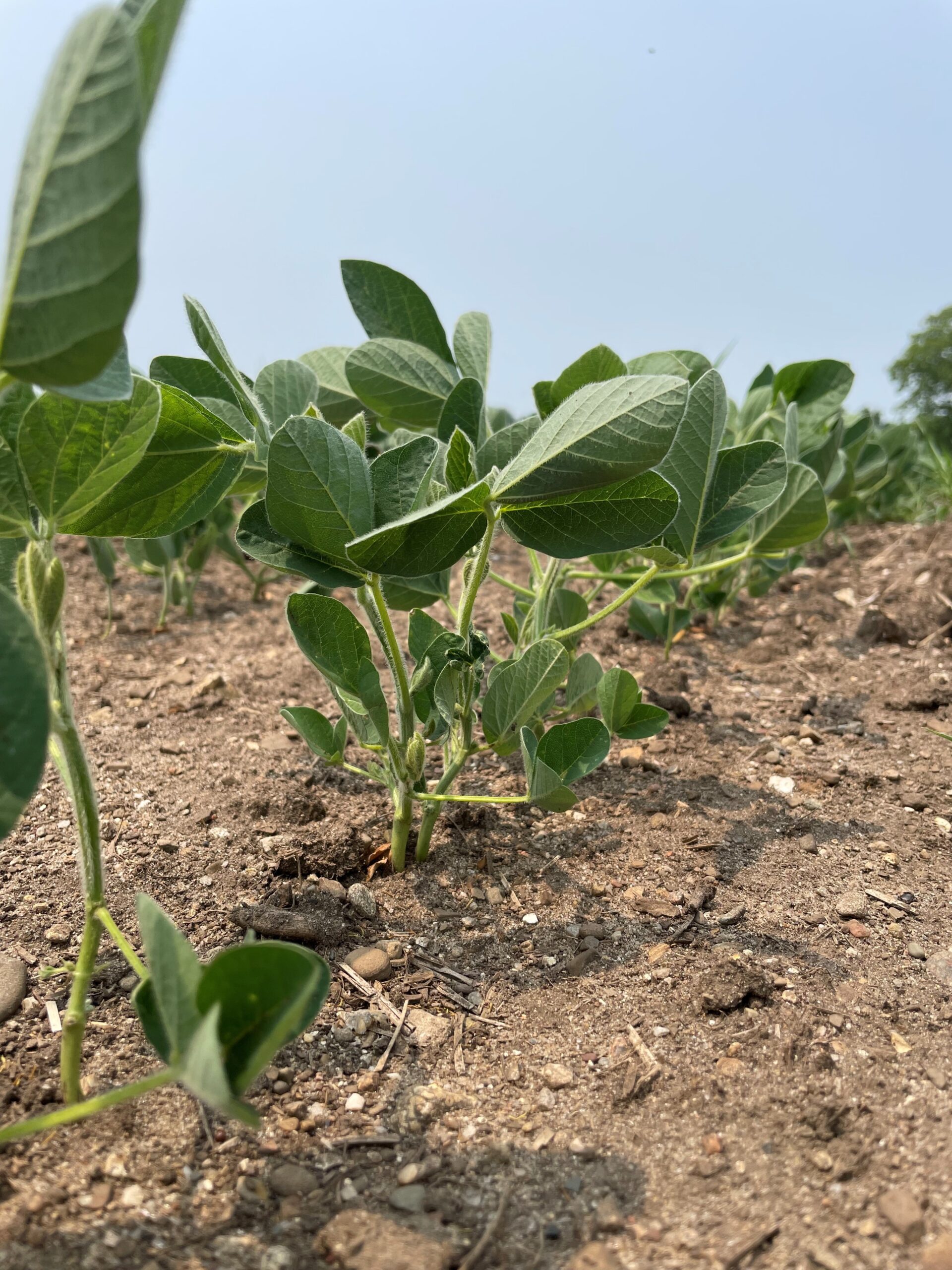 Illinois Crop Update | June 16, 2023 - farmdoc