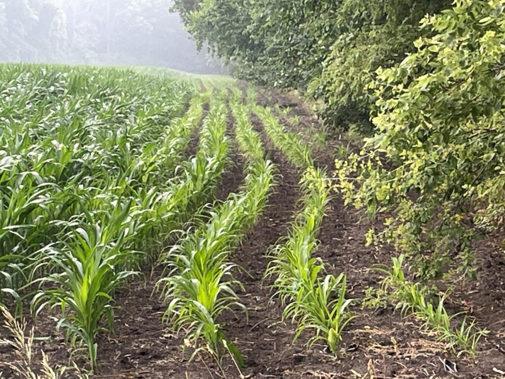 Illinois Crop Update - June 30, 2023 - farmdoc