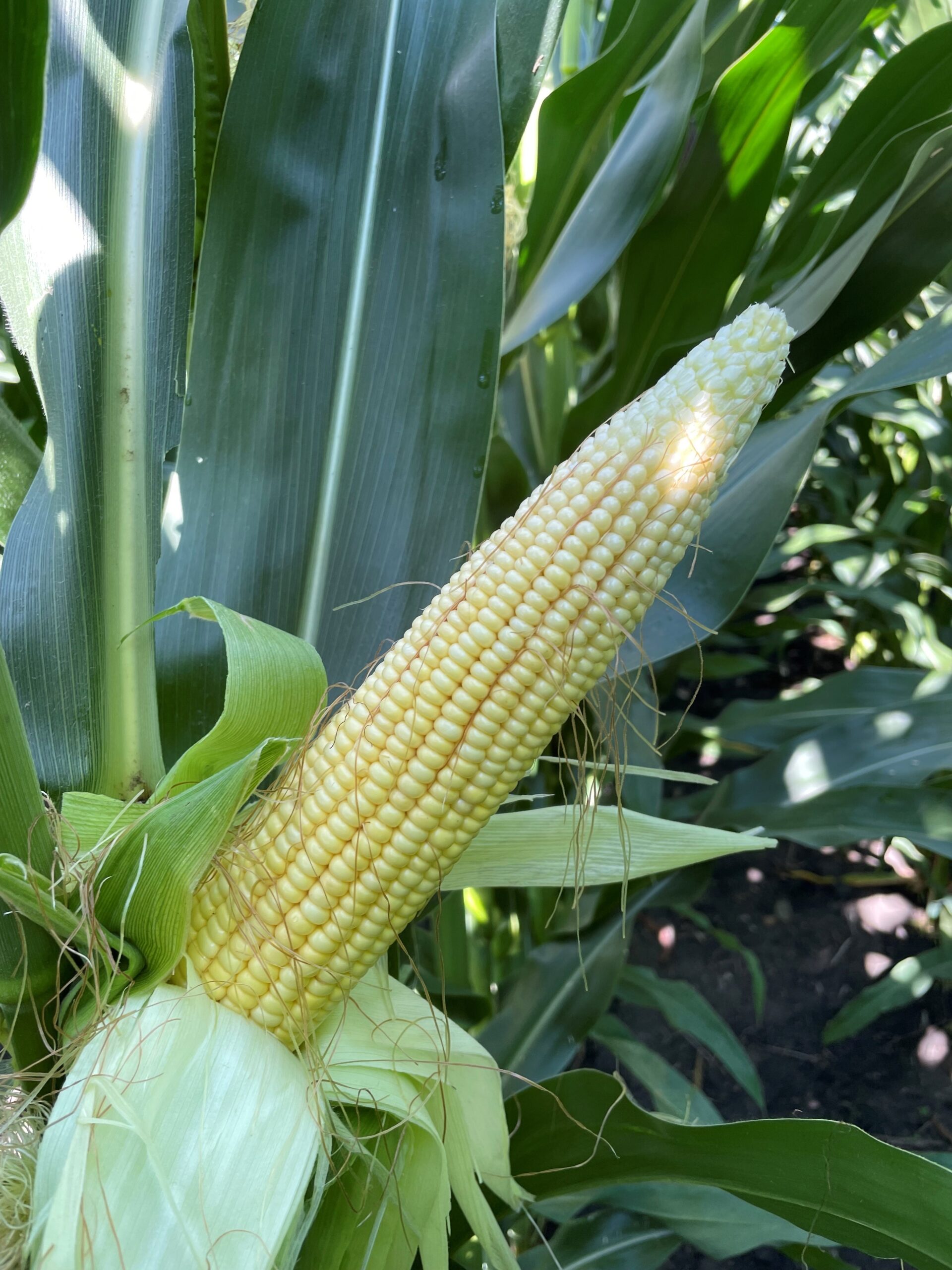 Illinois Crop Update - July 28, 2023 - farmdoc
