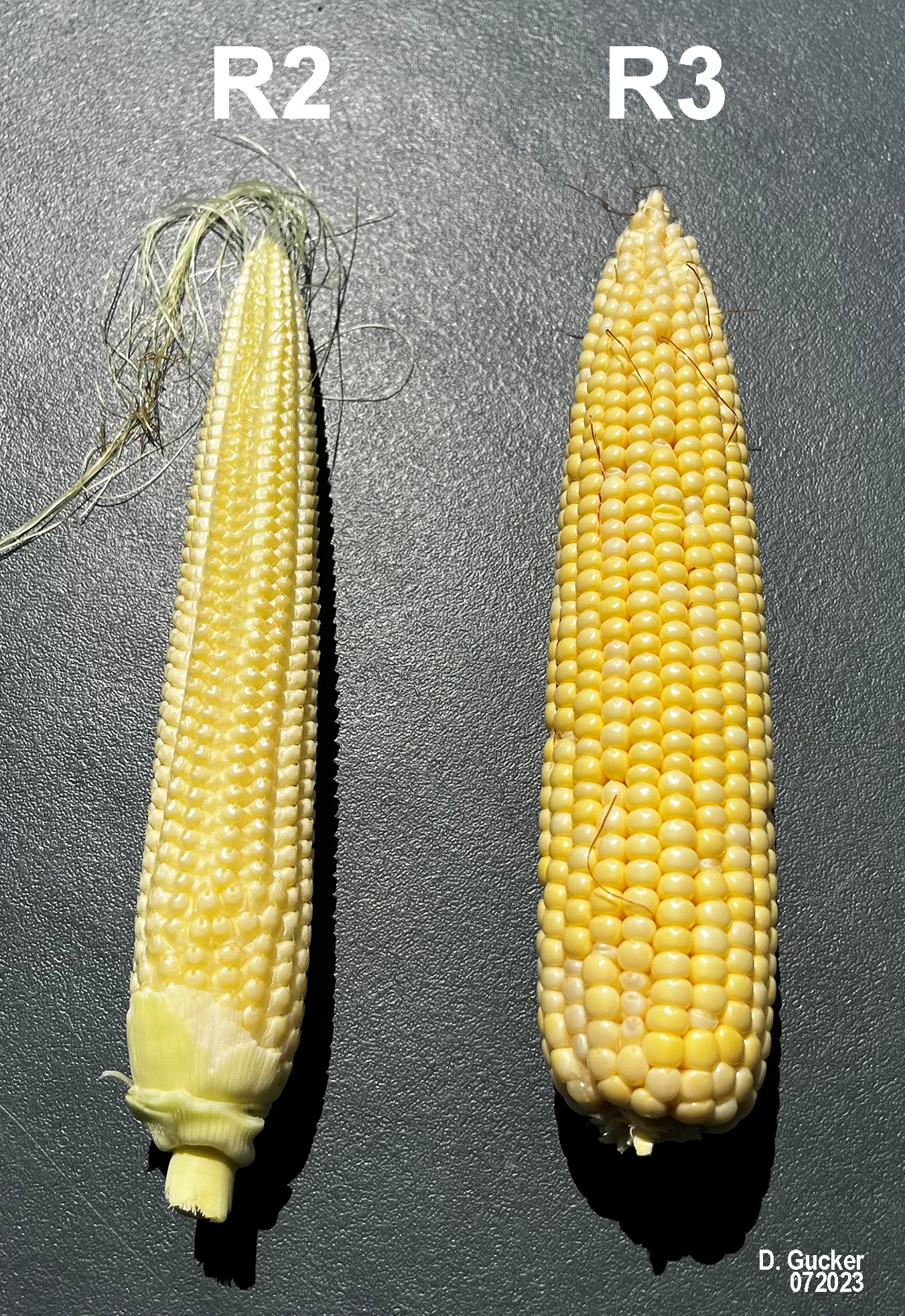 Illinois Crop Update - July 21, 2023 - farmdoc