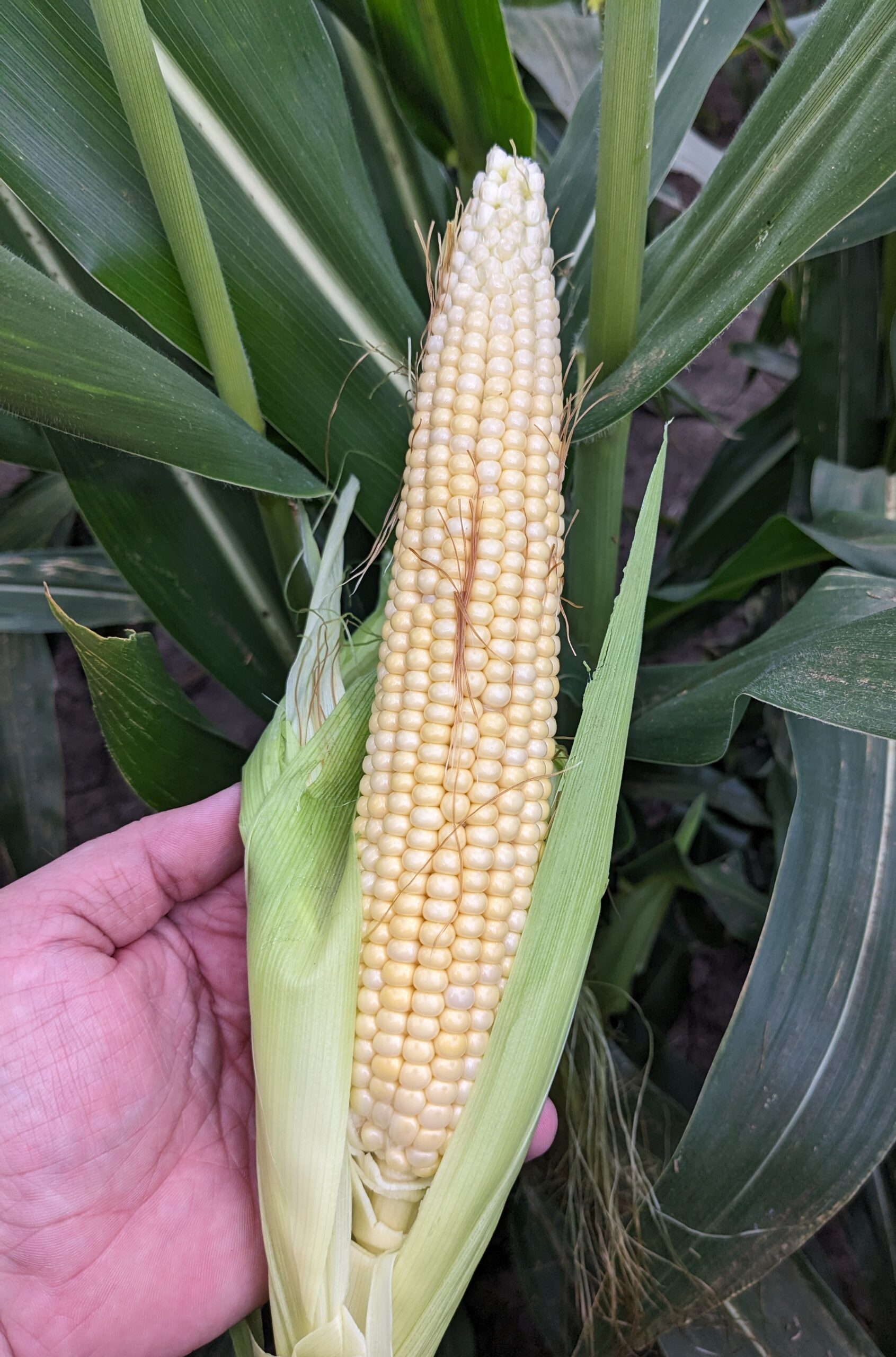Illinois Crop Update - July 21, 2023 - farmdoc