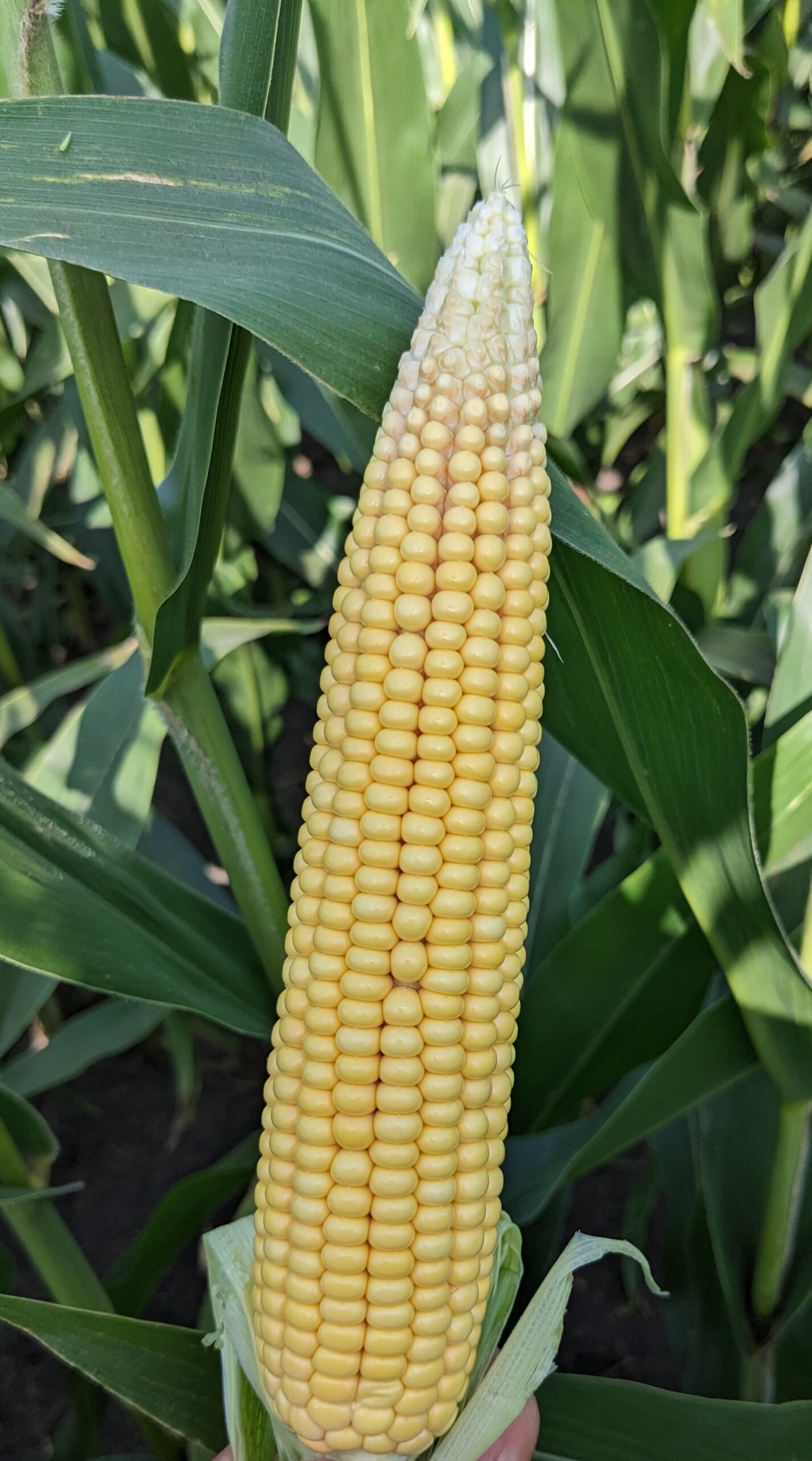 Illinois Crop Update - July 28, 2023 - farmdoc