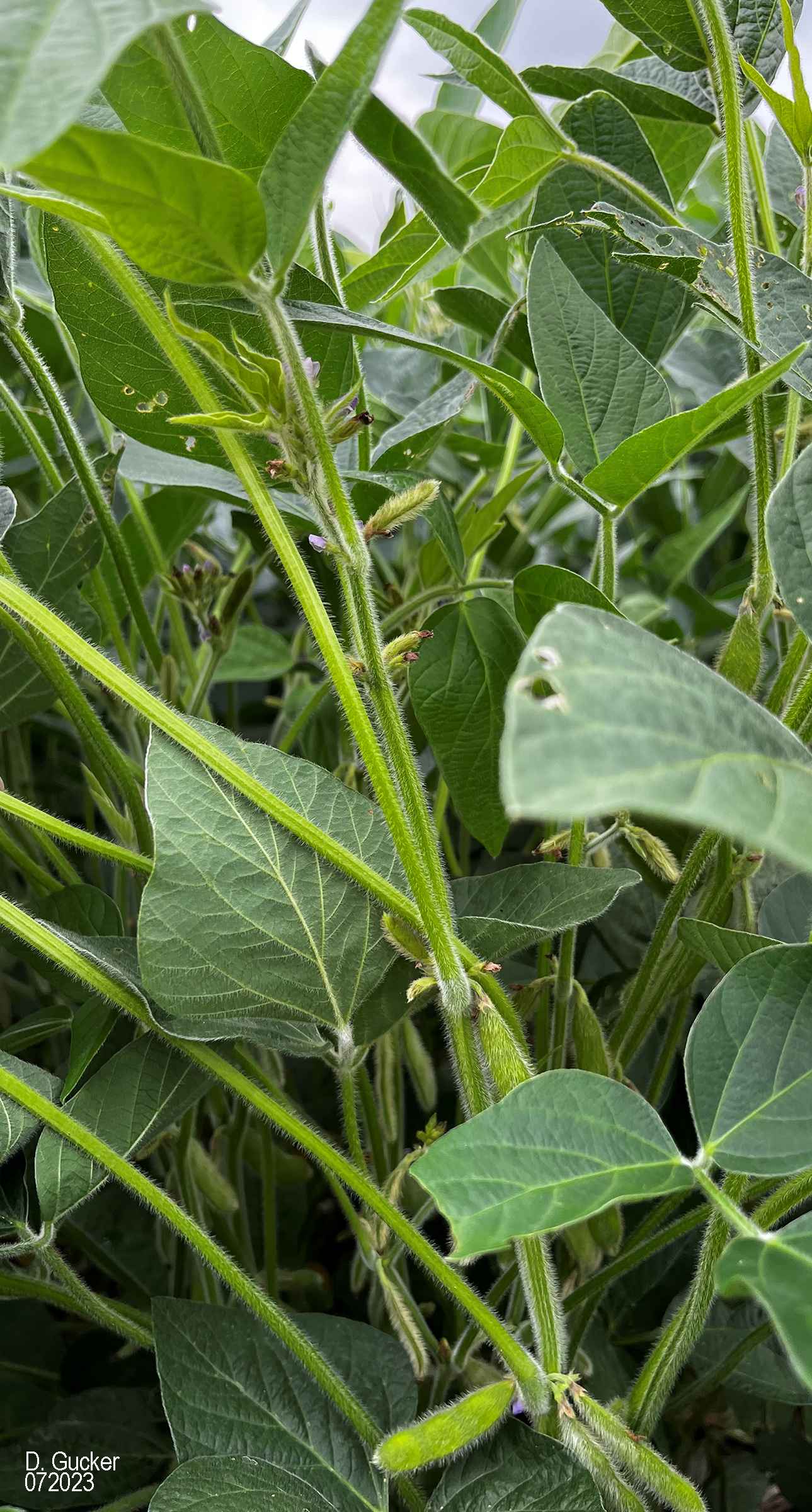 Illinois Crop Update - July 21, 2023 - farmdoc