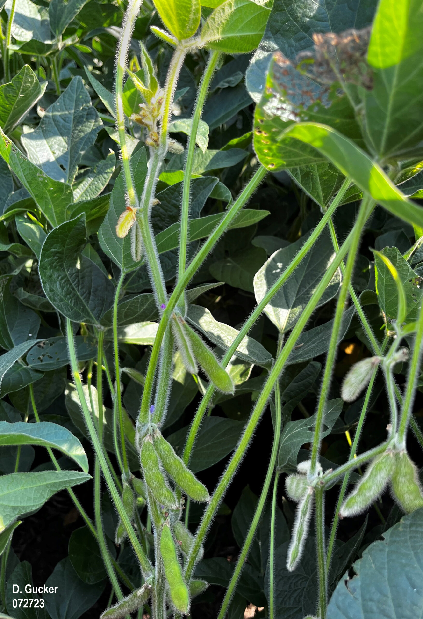 Illinois Crop Update - July 28, 2023 - farmdoc