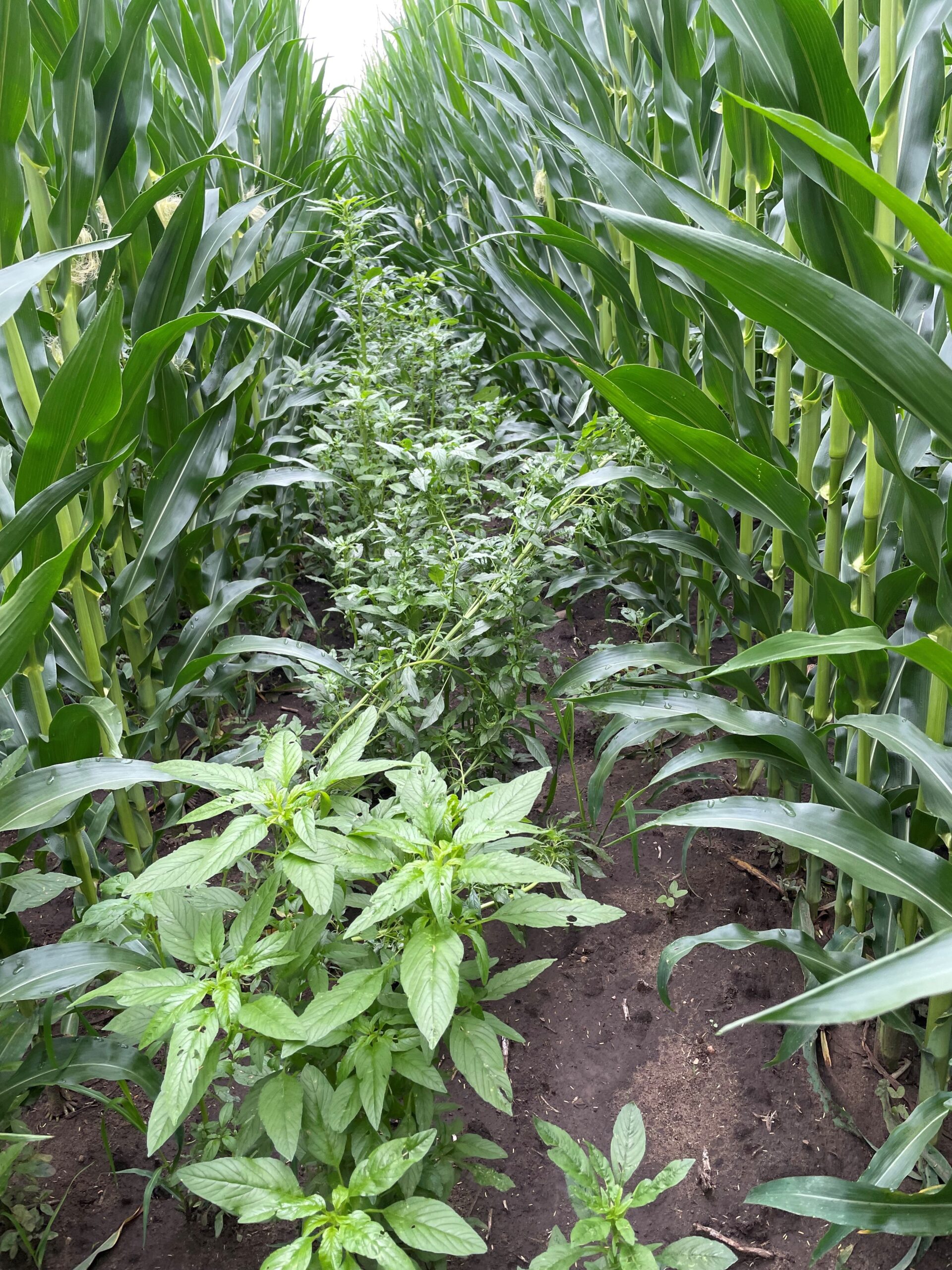 Illinois Crop Update - July 14, 2023 - farmdoc