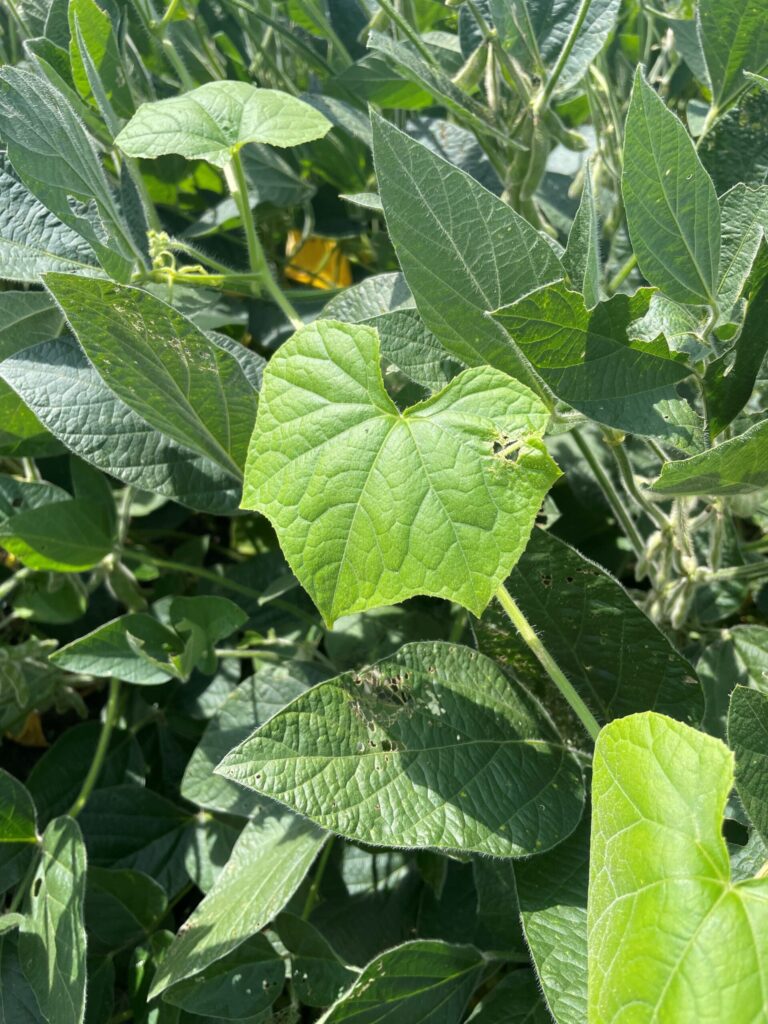 Illinois Crop Update - August 18, 2023 - farmdoc