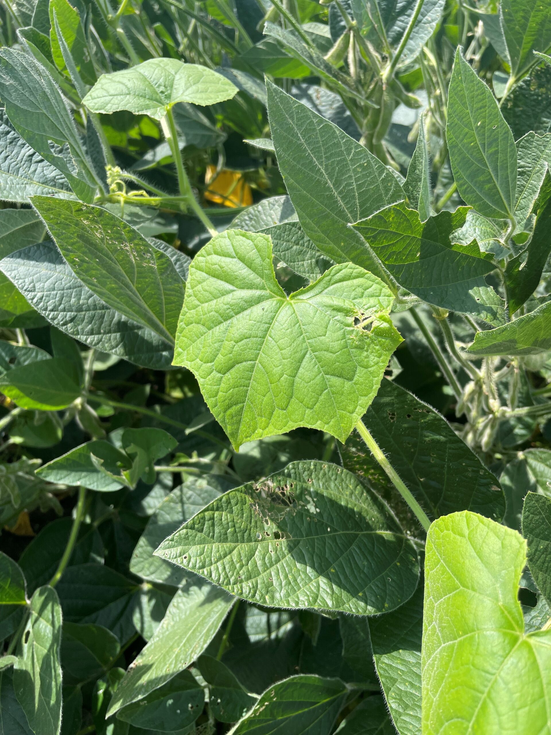 Illinois Crop Update - August 18, 2023 - farmdoc
