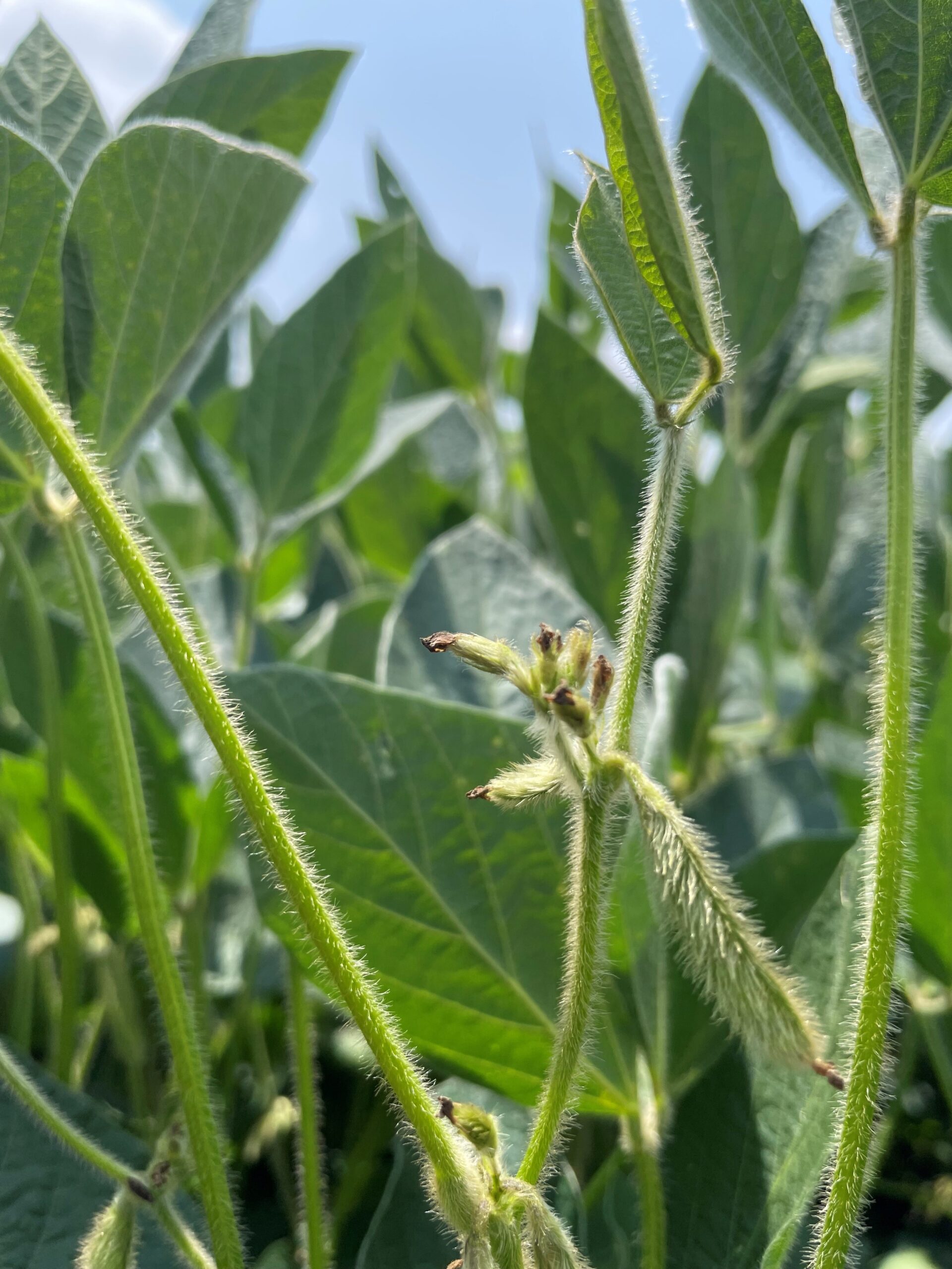 Illinois Crop Update - August 11, 2023 - farmdoc