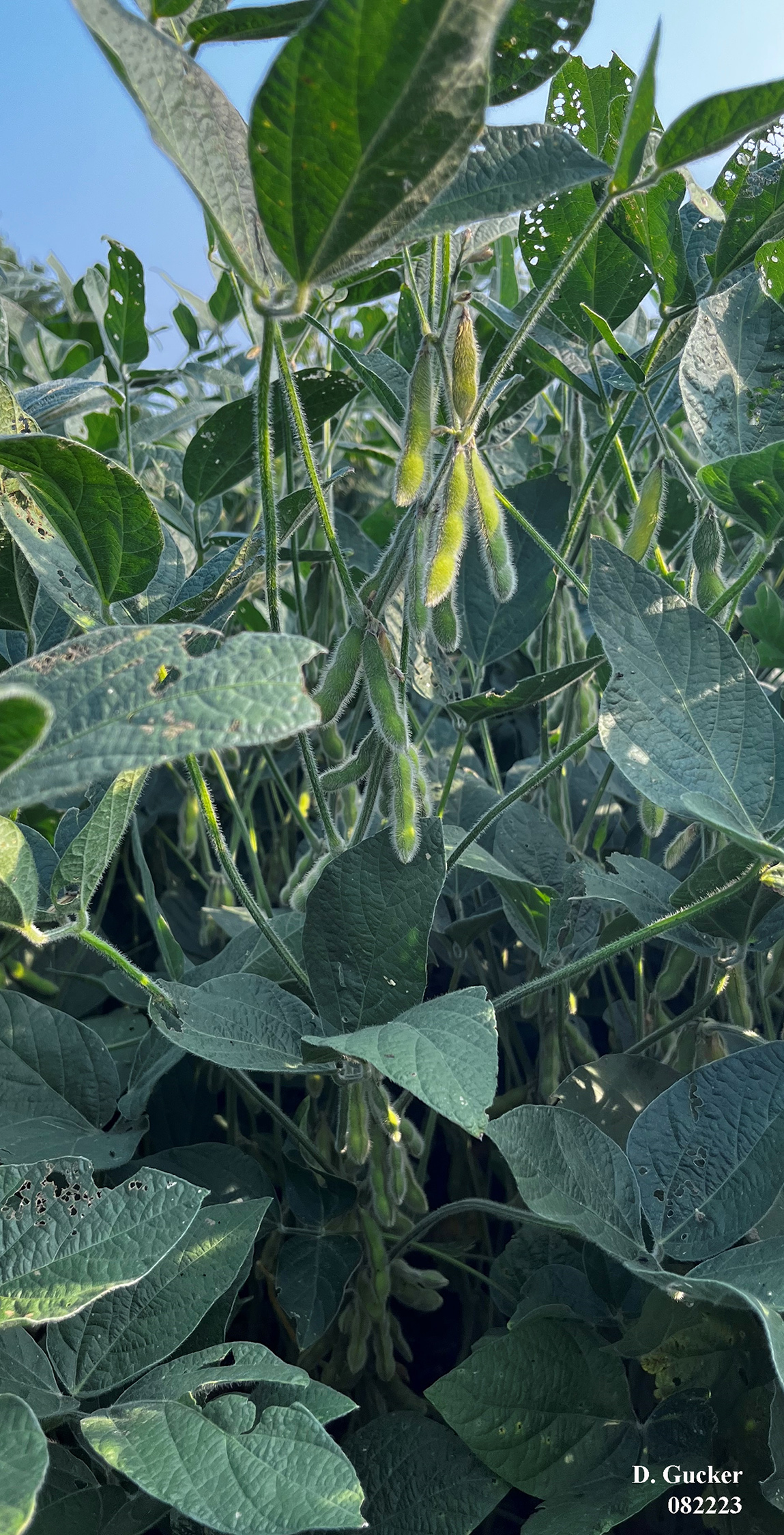 Illinois Crop Update- August 25, 2023 - farmdoc