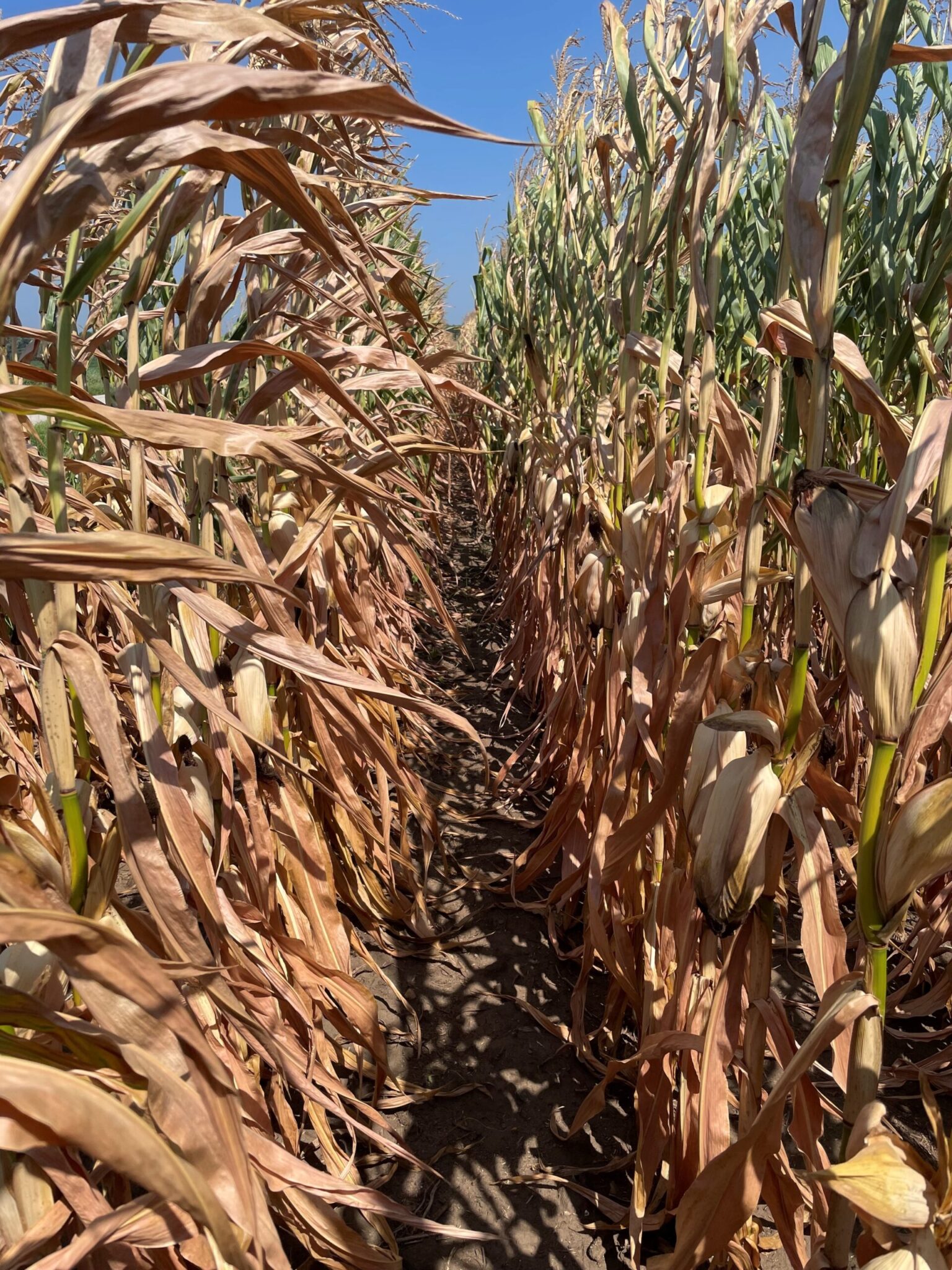 Illinois Crop Update- August 25, 2023 - farmdoc