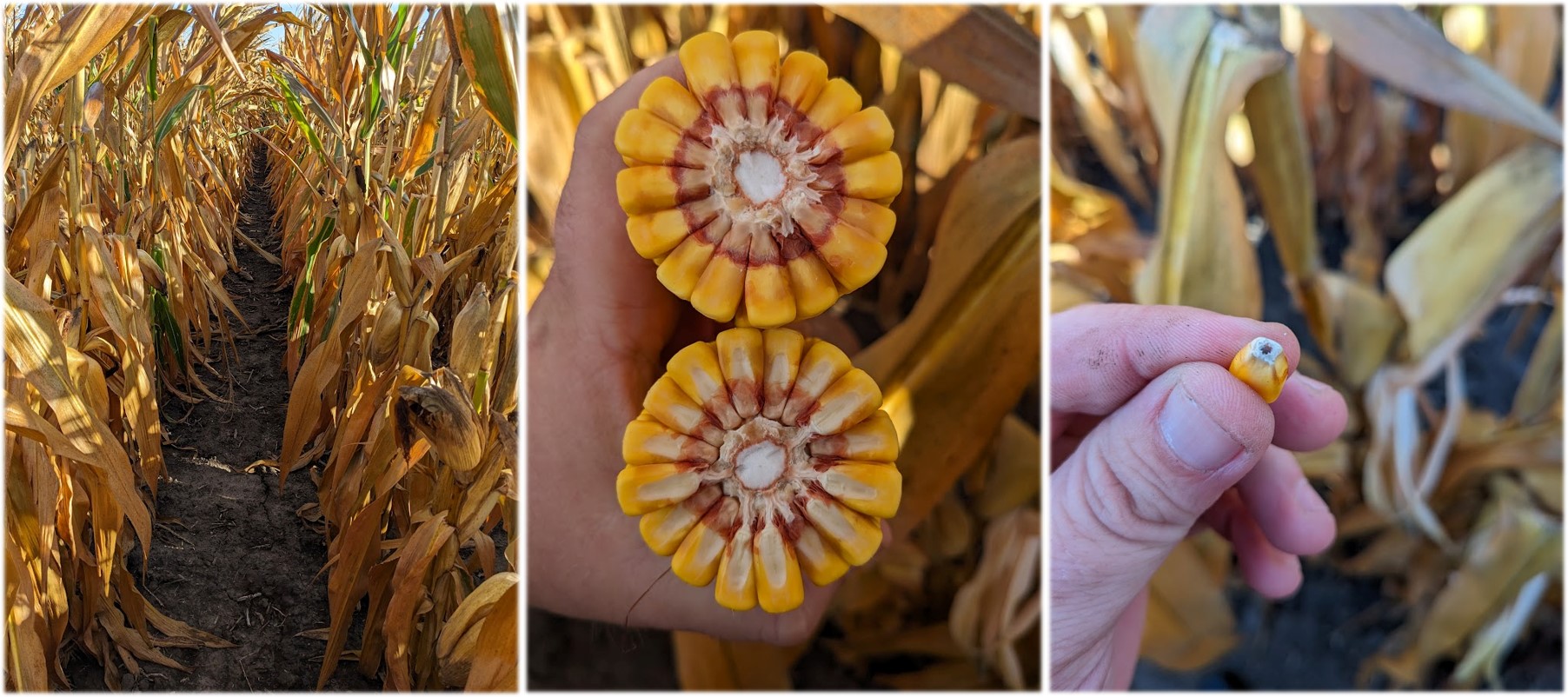 Illinois Crop Update - September 9, 2023 - farmdoc