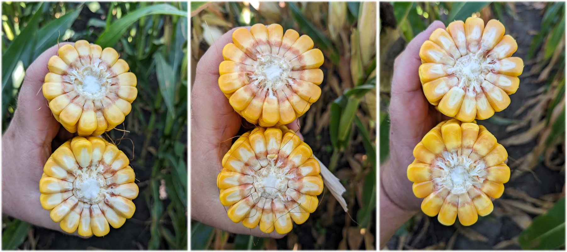 Illinois Crop Update - September 9, 2023 - farmdoc