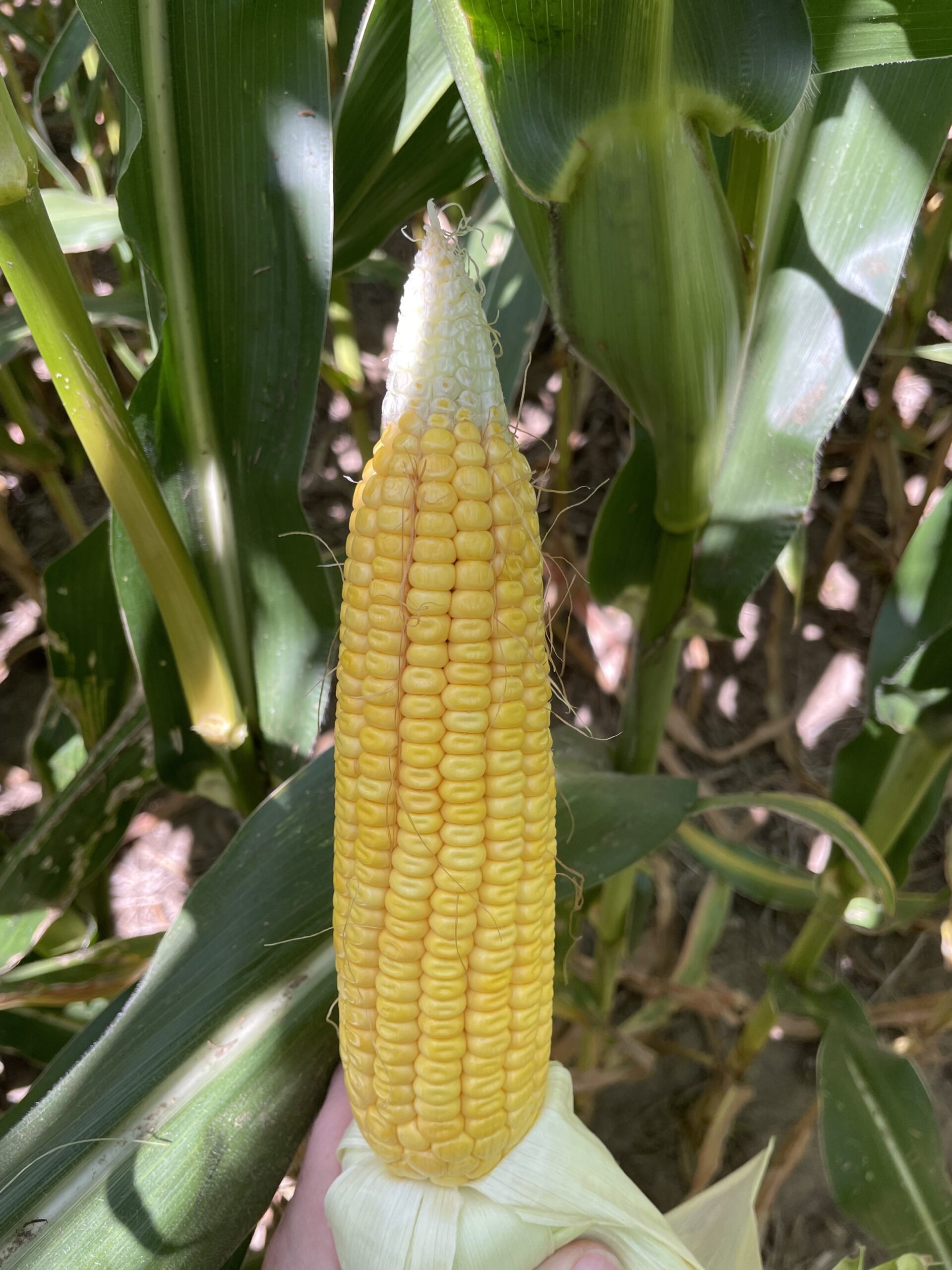 Illinois Crop Update - September 1, 2023 - farmdoc