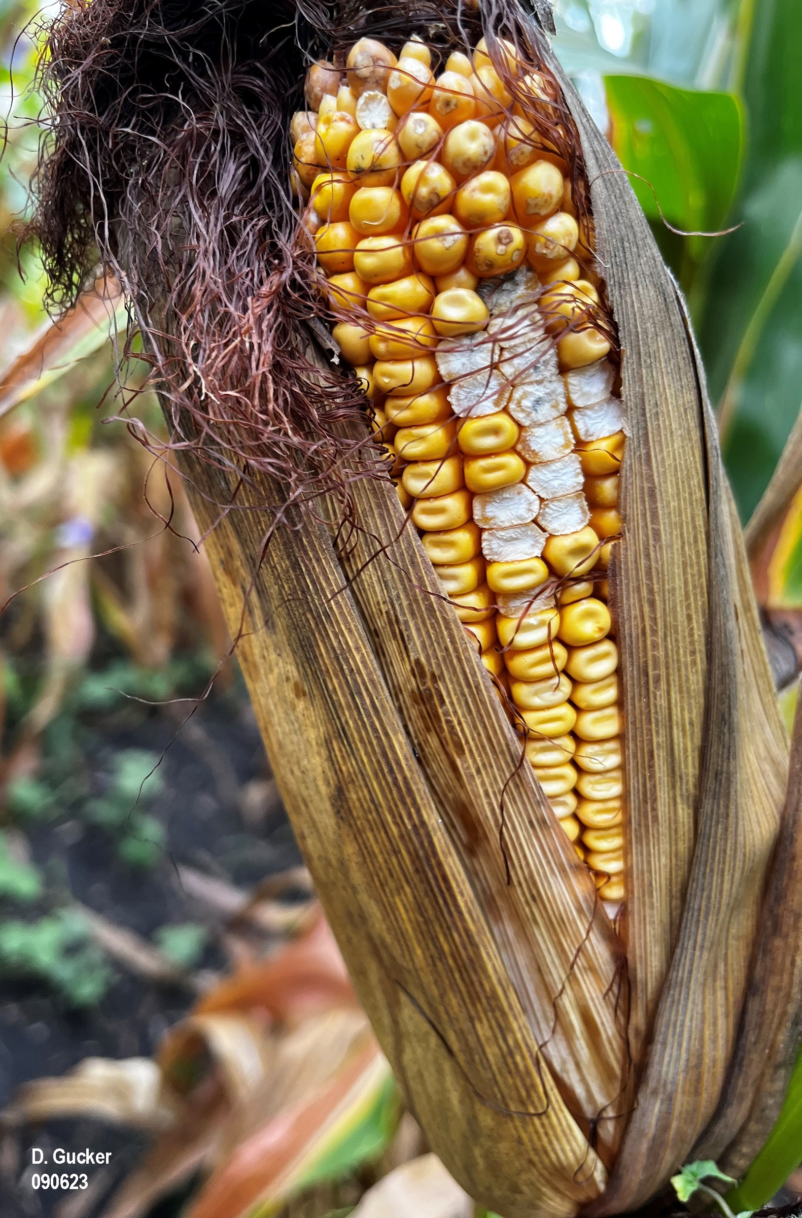 Illinois Crop Update - September 9, 2023 - farmdoc