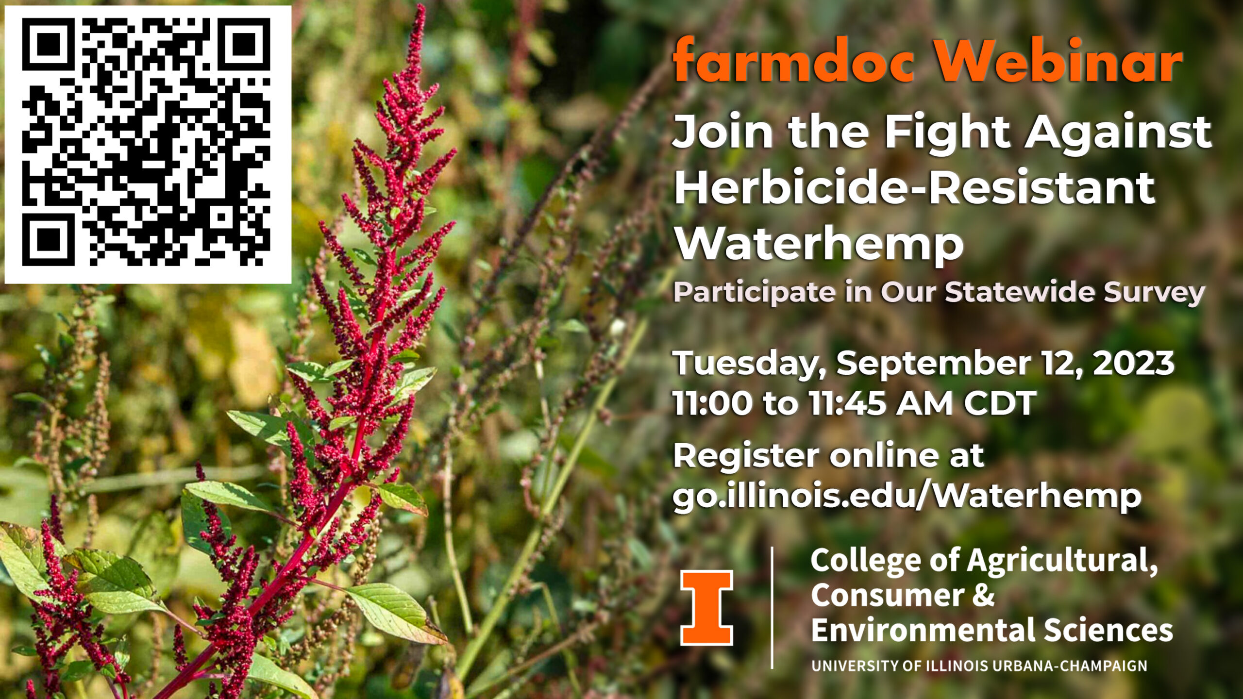 Join the Fight Against Herbicide-Resistant Waterhemp: Participate in ...