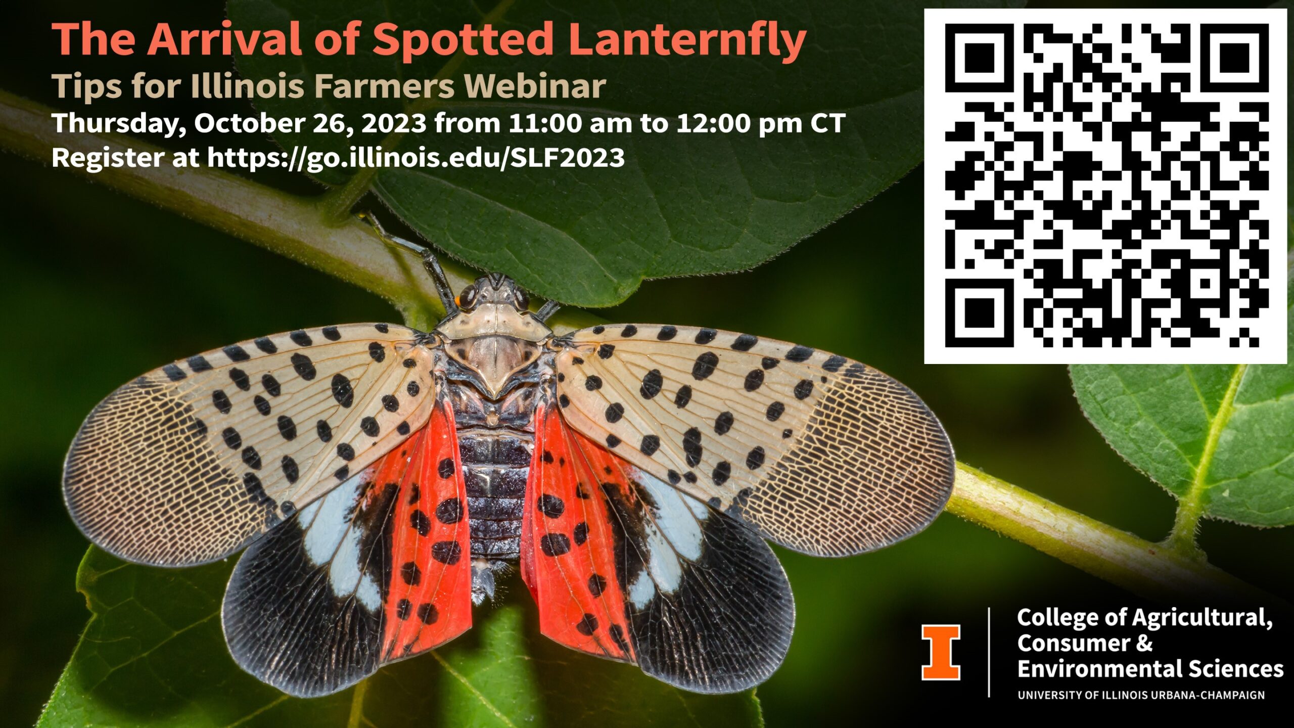 The Arrival of Spotted Lanternfly: Tips for Illinois Farmers - farmdoc