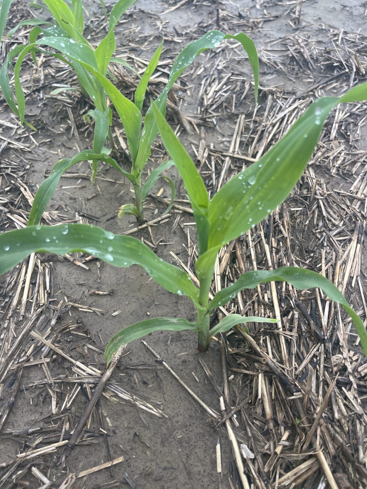 Illinois Crop Update - May 10, 2024 - farmdoc