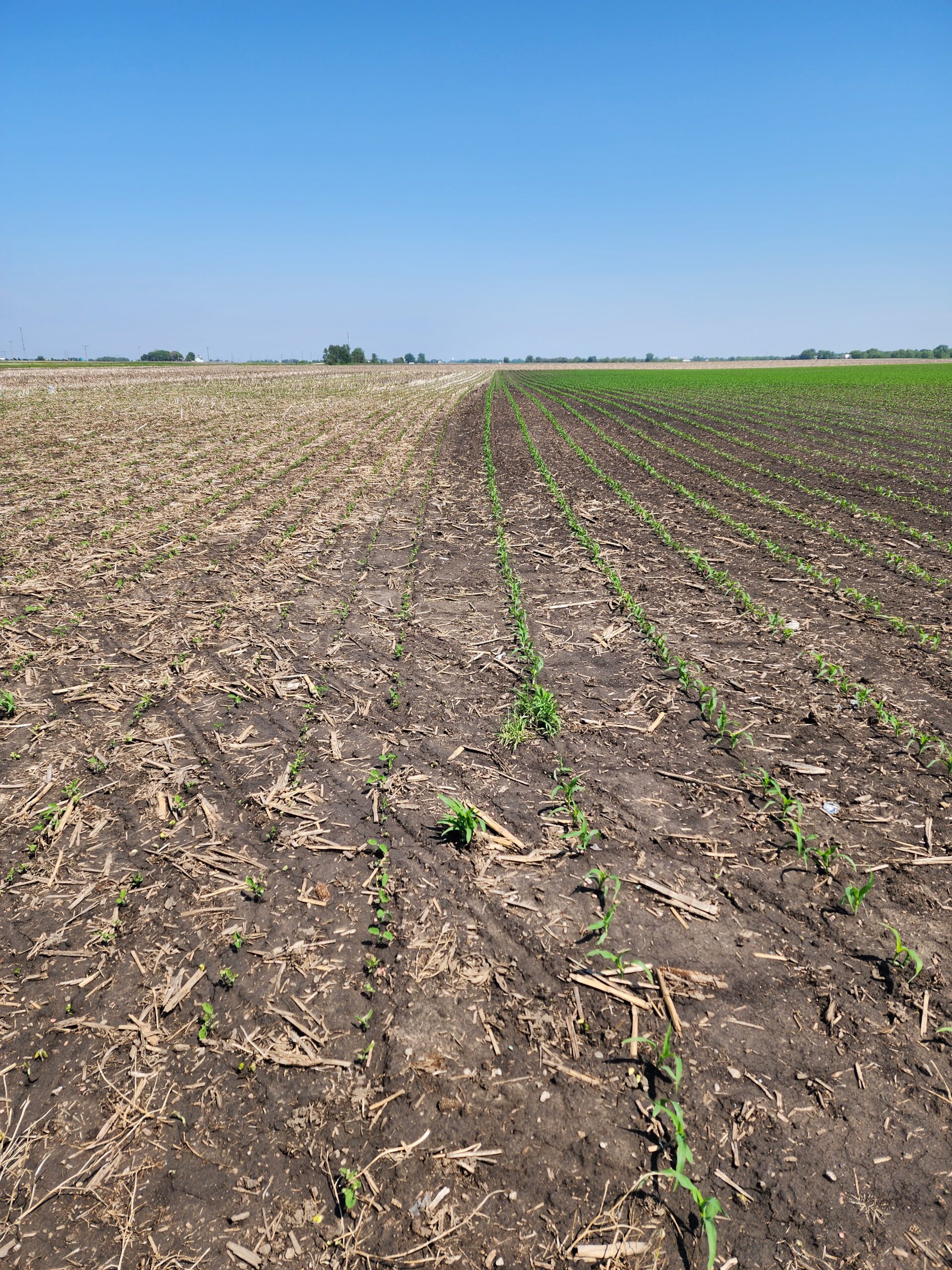 Illinois Crop Update - May 17, 2024 - farmdoc
