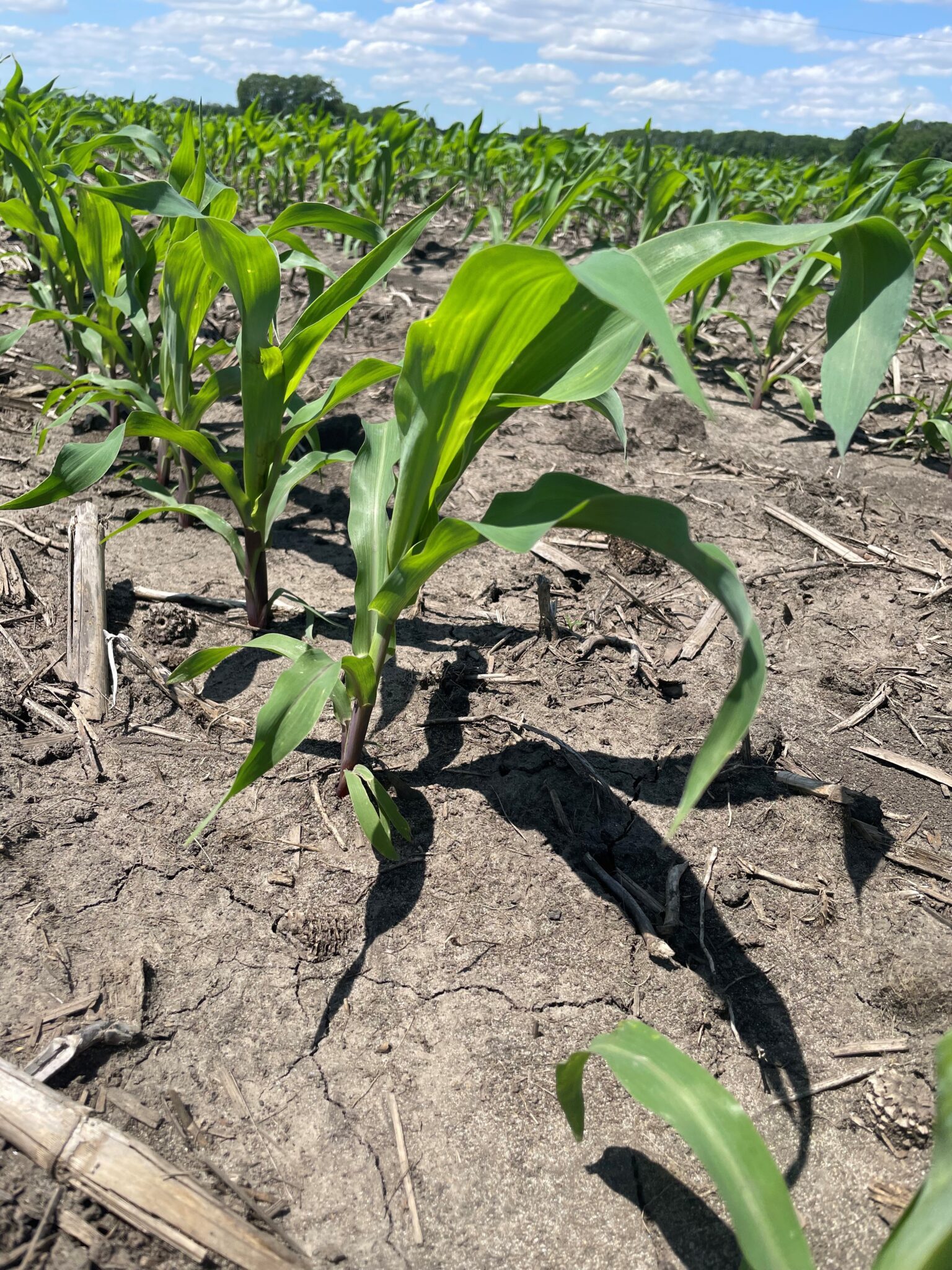 Illinois Crop Update - May 24, 2024 - farmdoc