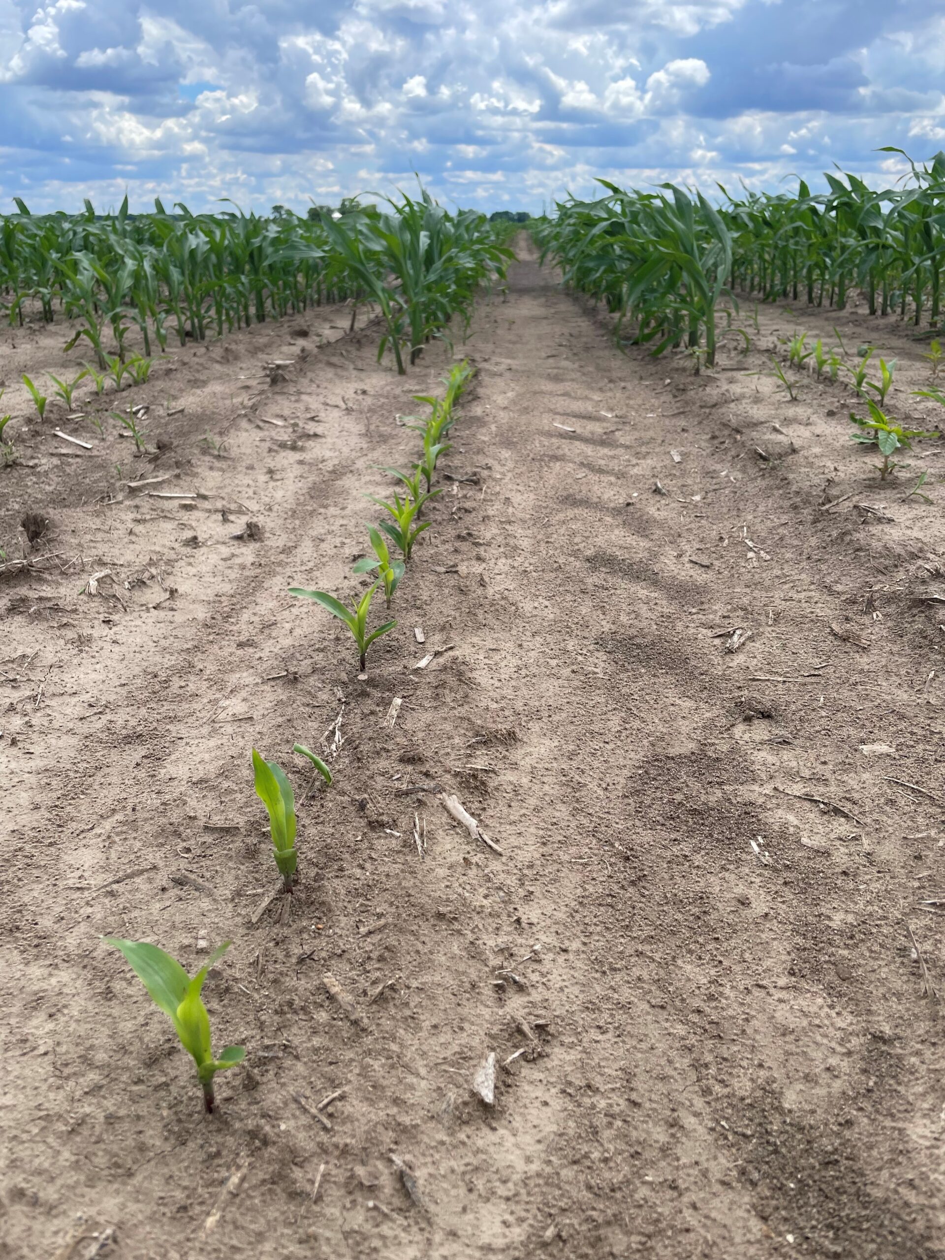 Illinois Crop Update - May 31, 2024 - farmdoc