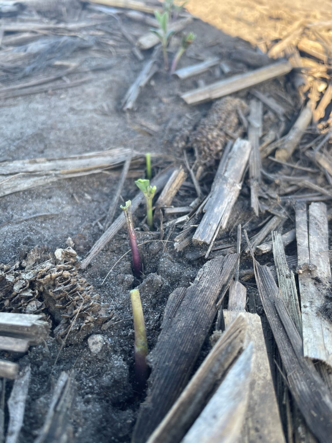 Illinois Crop Update - May 31, 2024 - farmdoc