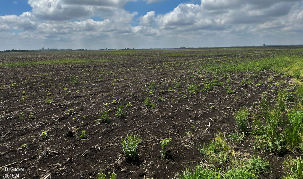 Illinois Crop Update - May 17, 2024 - farmdoc