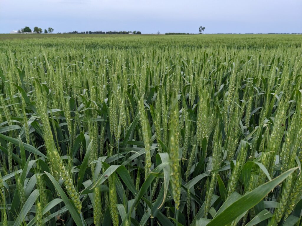 Illinois Crop Update - May 10, 2024 - farmdoc