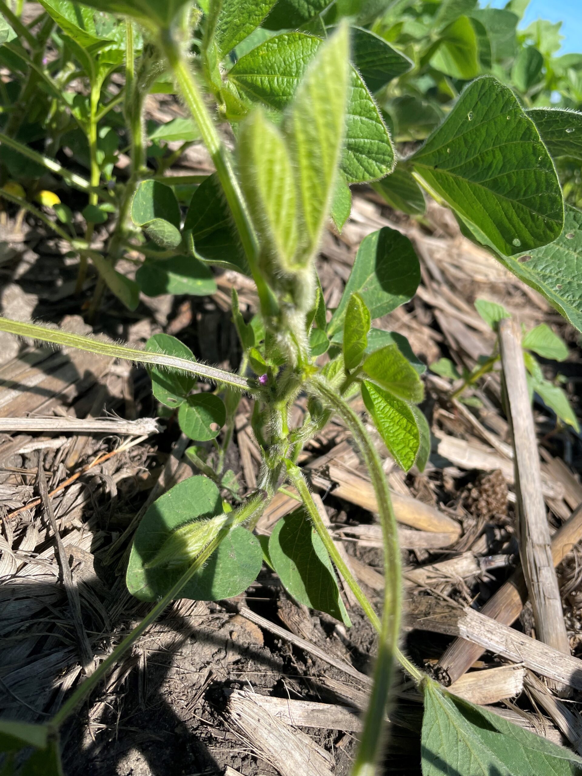 Illinois Crop Update - June 14, 2024 - farmdoc