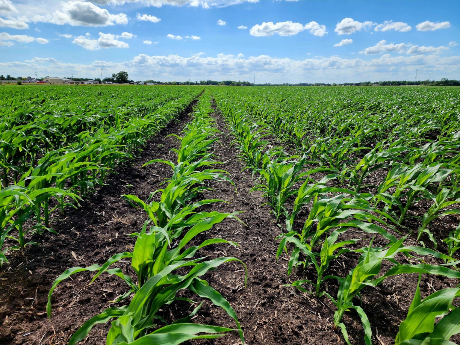 Illinois Crop Update - June 21, 2024 - farmdoc