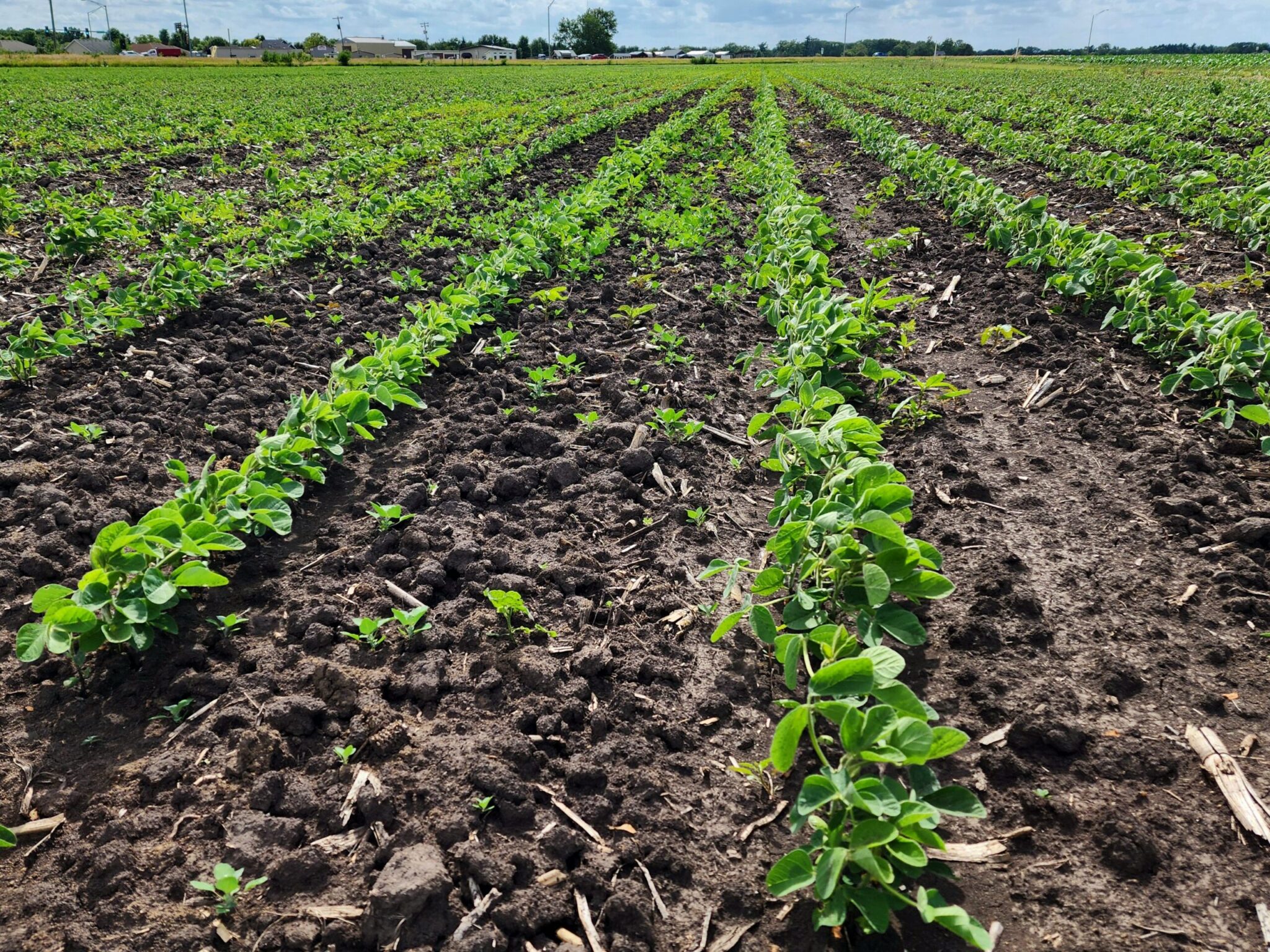 Illinois Crop Update - June 21, 2024 - farmdoc