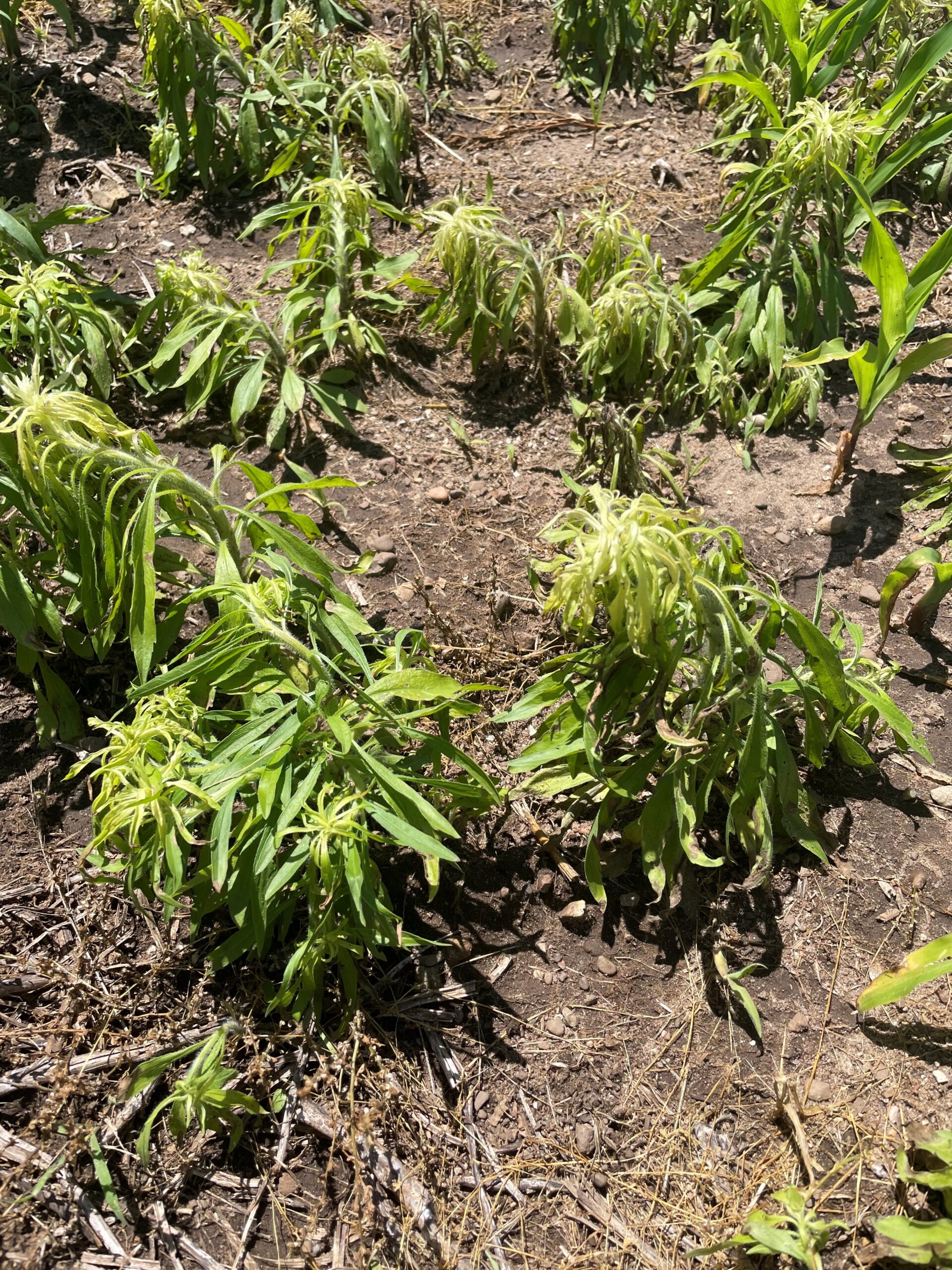 Illinois Crop Update - May 24, 2024 - farmdoc