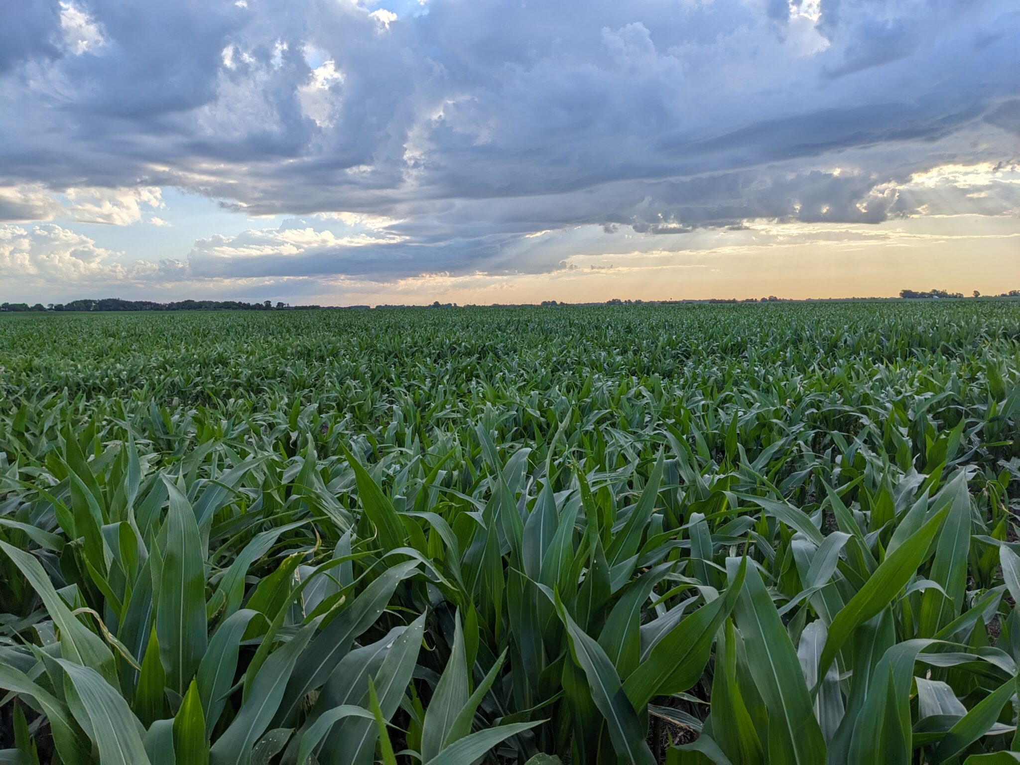Illinois Crop Update - June 14, 2024 - farmdoc