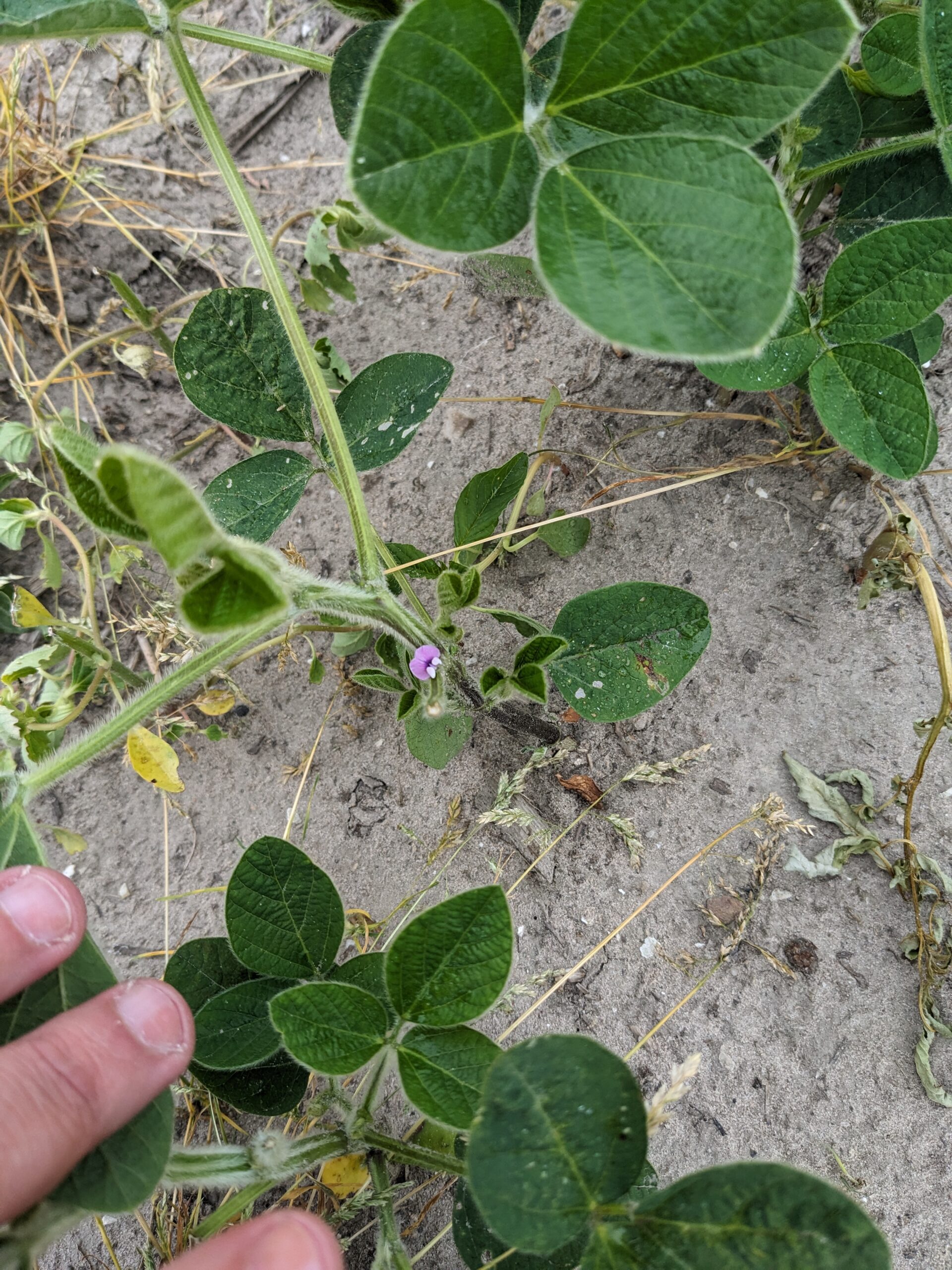 Illinois Crop Update - June 7, 2024 - farmdoc