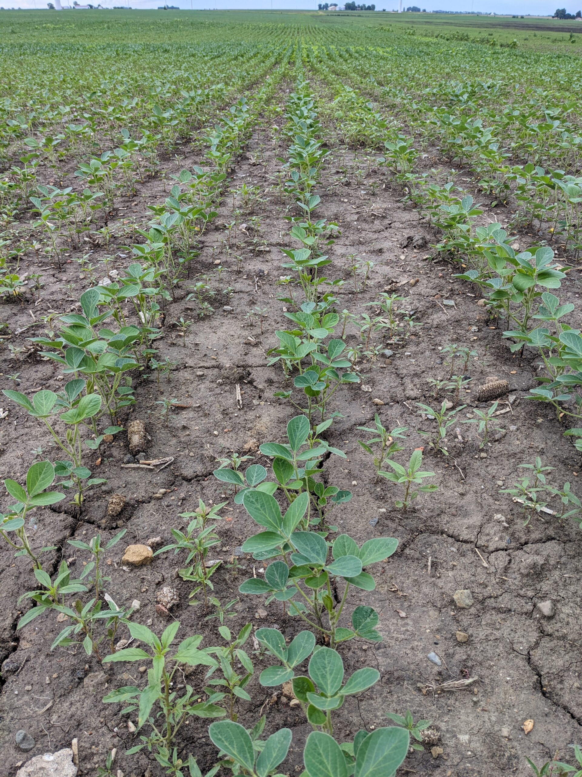 Illinois Crop Update - June 28, 2024 - farmdoc