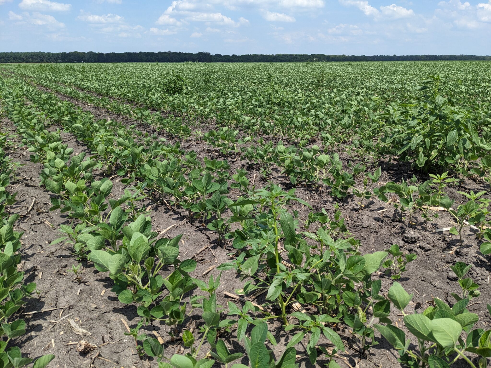 Illinois Crop Update - June 21, 2024 - farmdoc