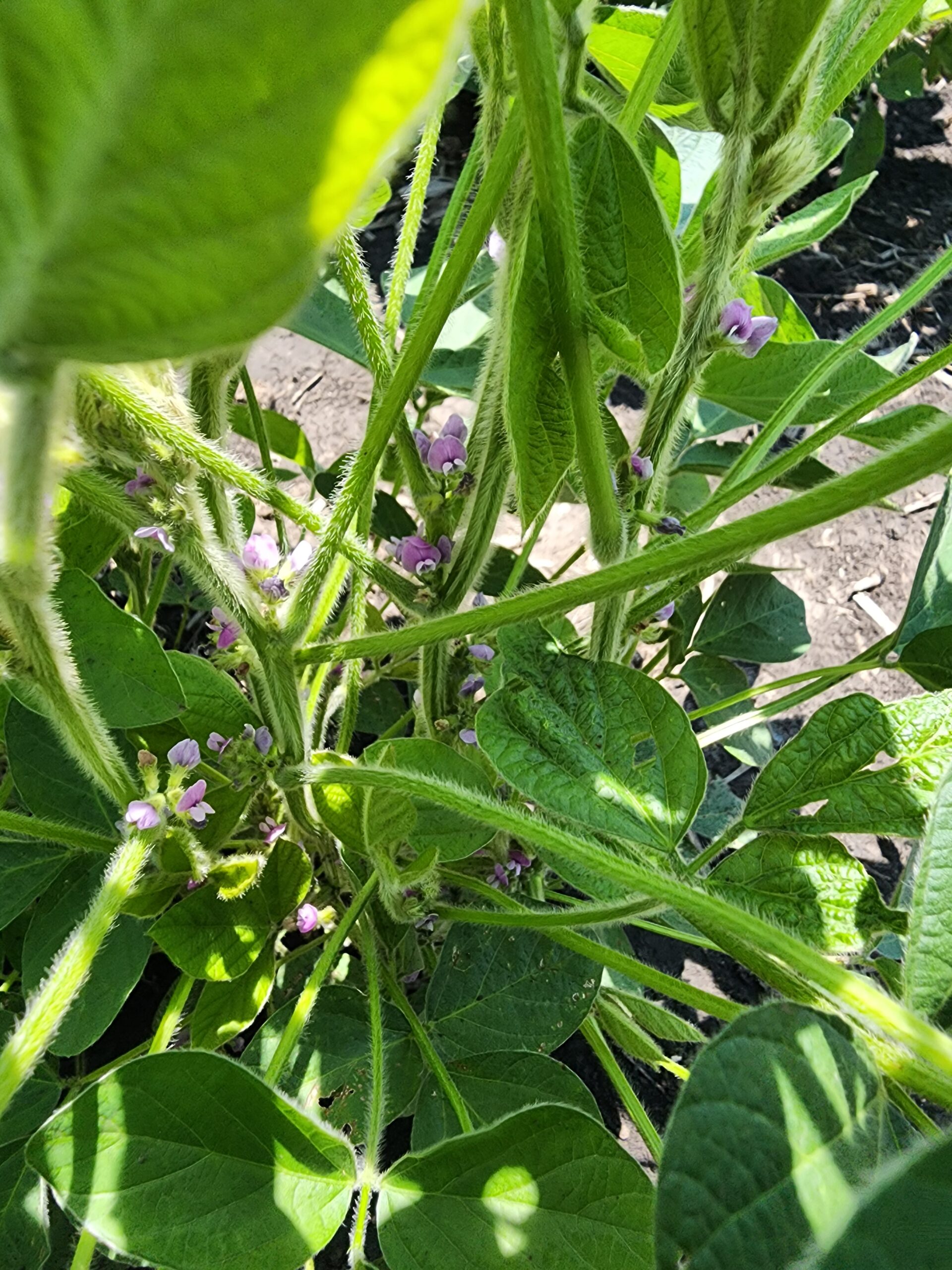 Illinois Crop Update - July 19, 2024 - farmdoc