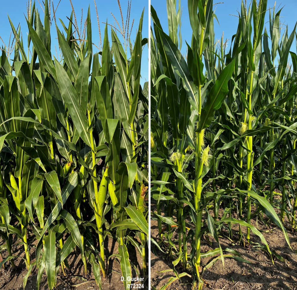 Illinois Crop Update - July 26, 2024 - farmdoc