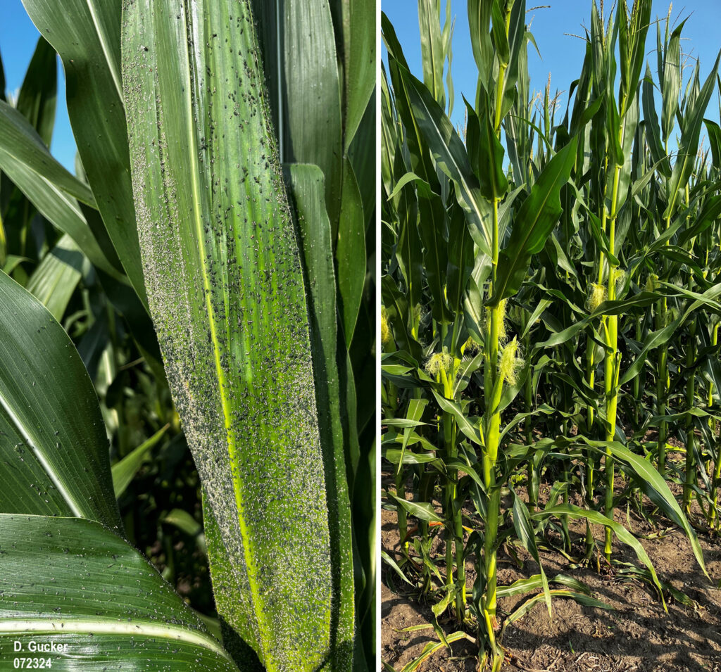 Illinois Crop Update - July 26, 2024 - farmdoc