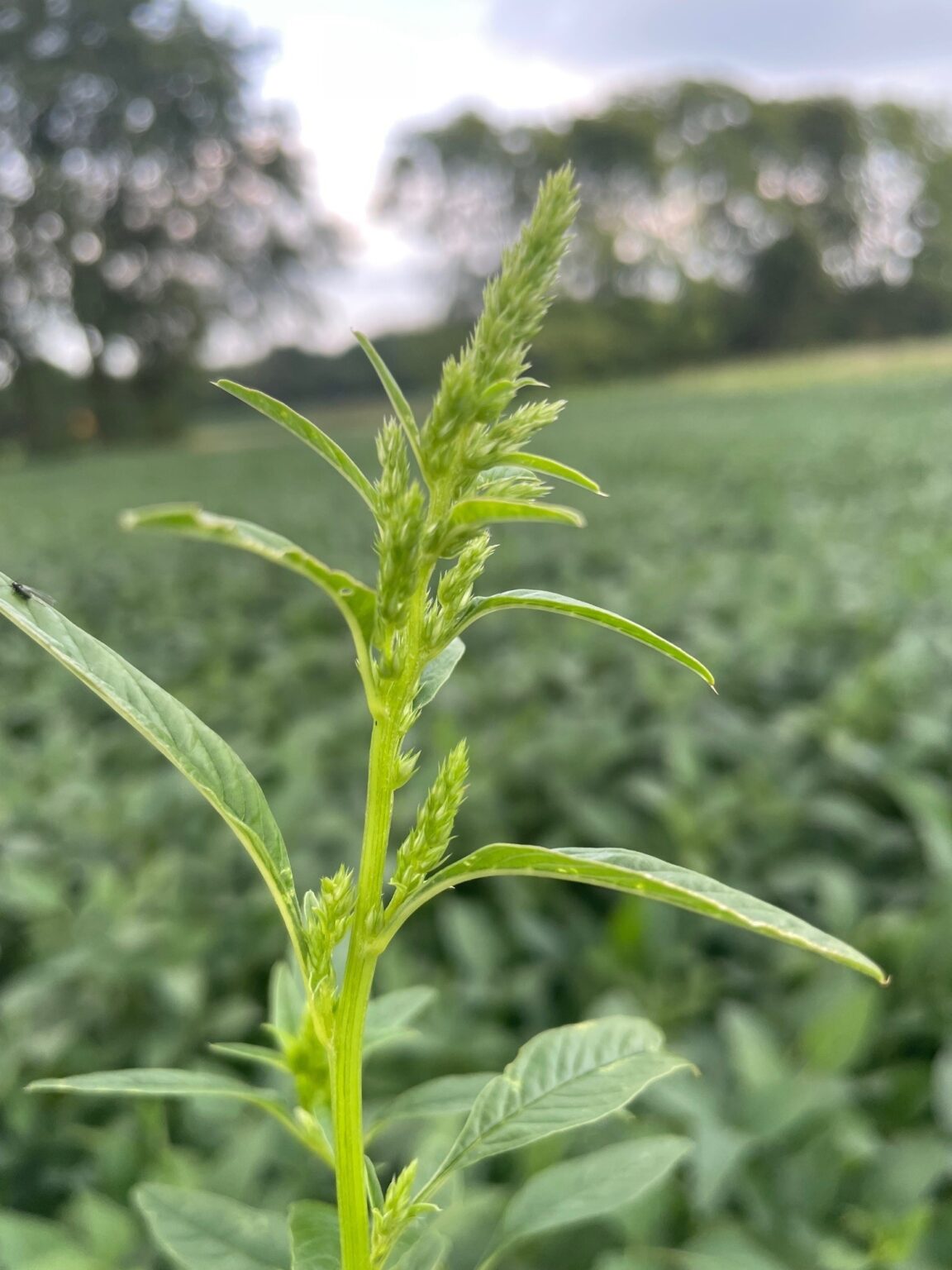 Illinois Crop Update - July 26, 2024 - farmdoc