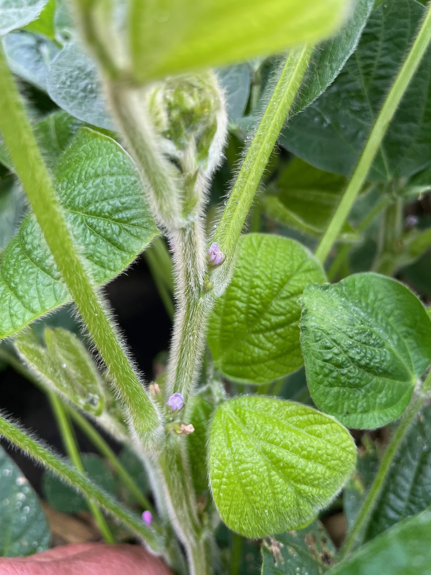 Illinois Crop Update - July 5, 2024 - farmdoc