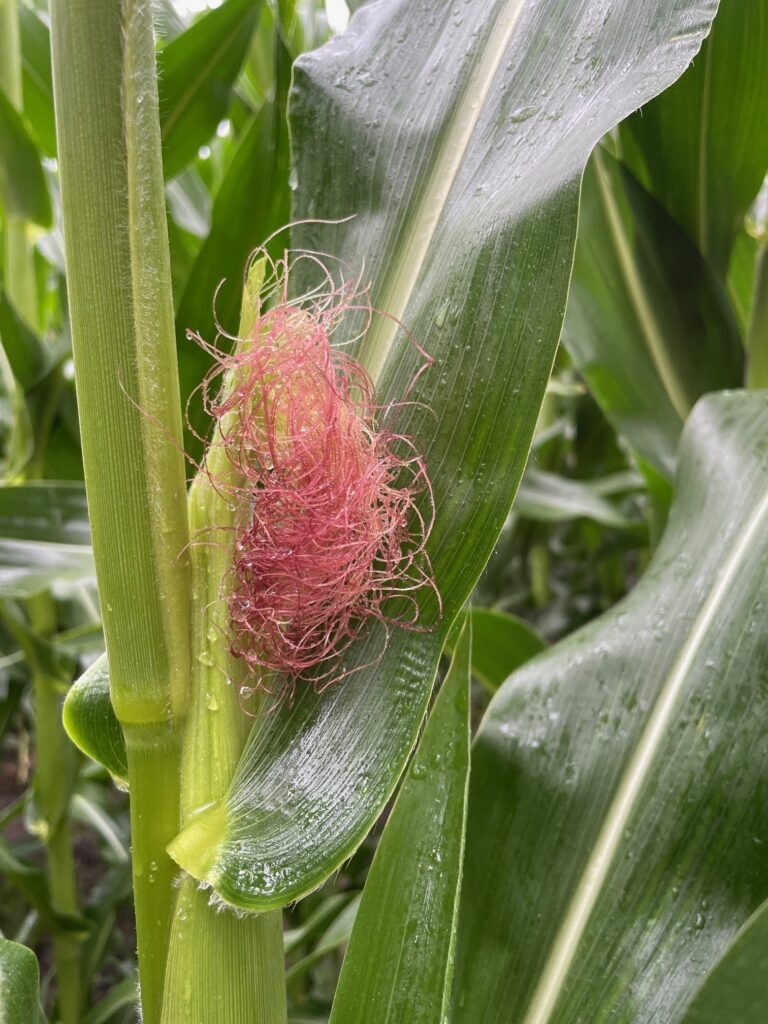 Illinois Crop Update - July 5, 2024 - farmdoc