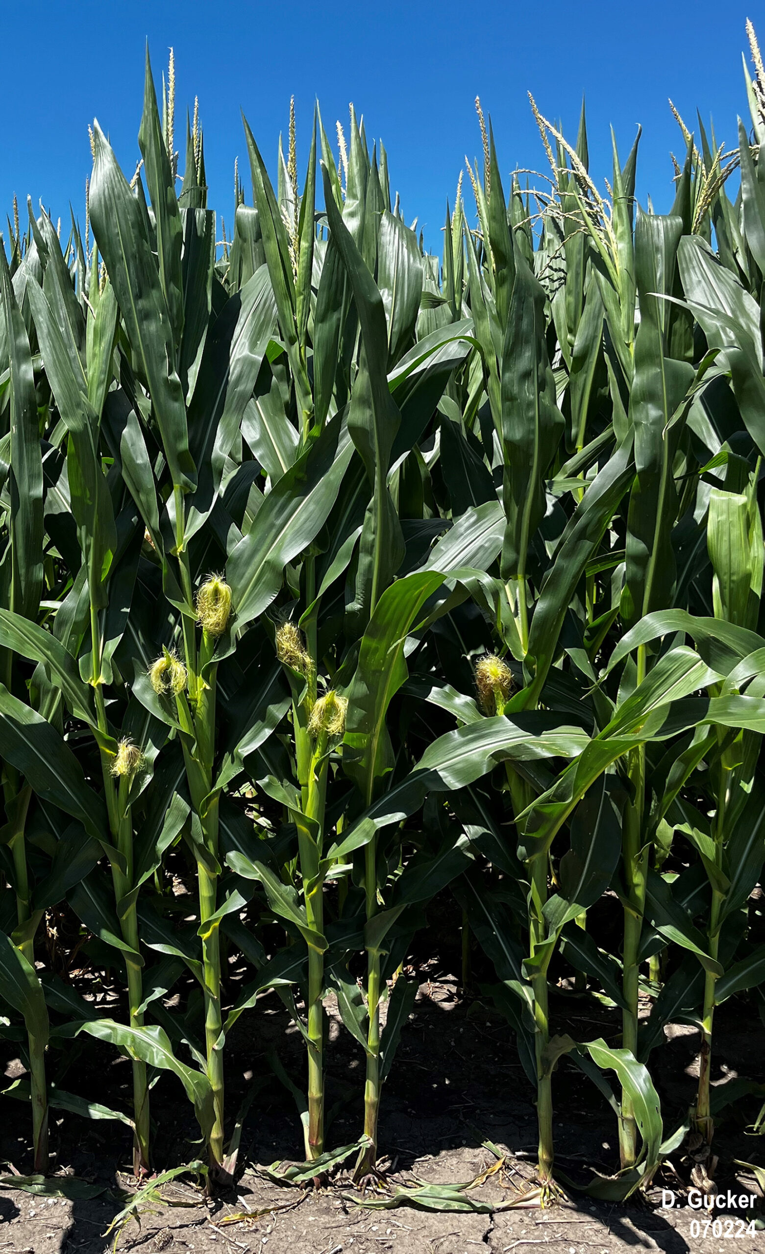 Illinois Crop Update - July 5, 2024 - farmdoc