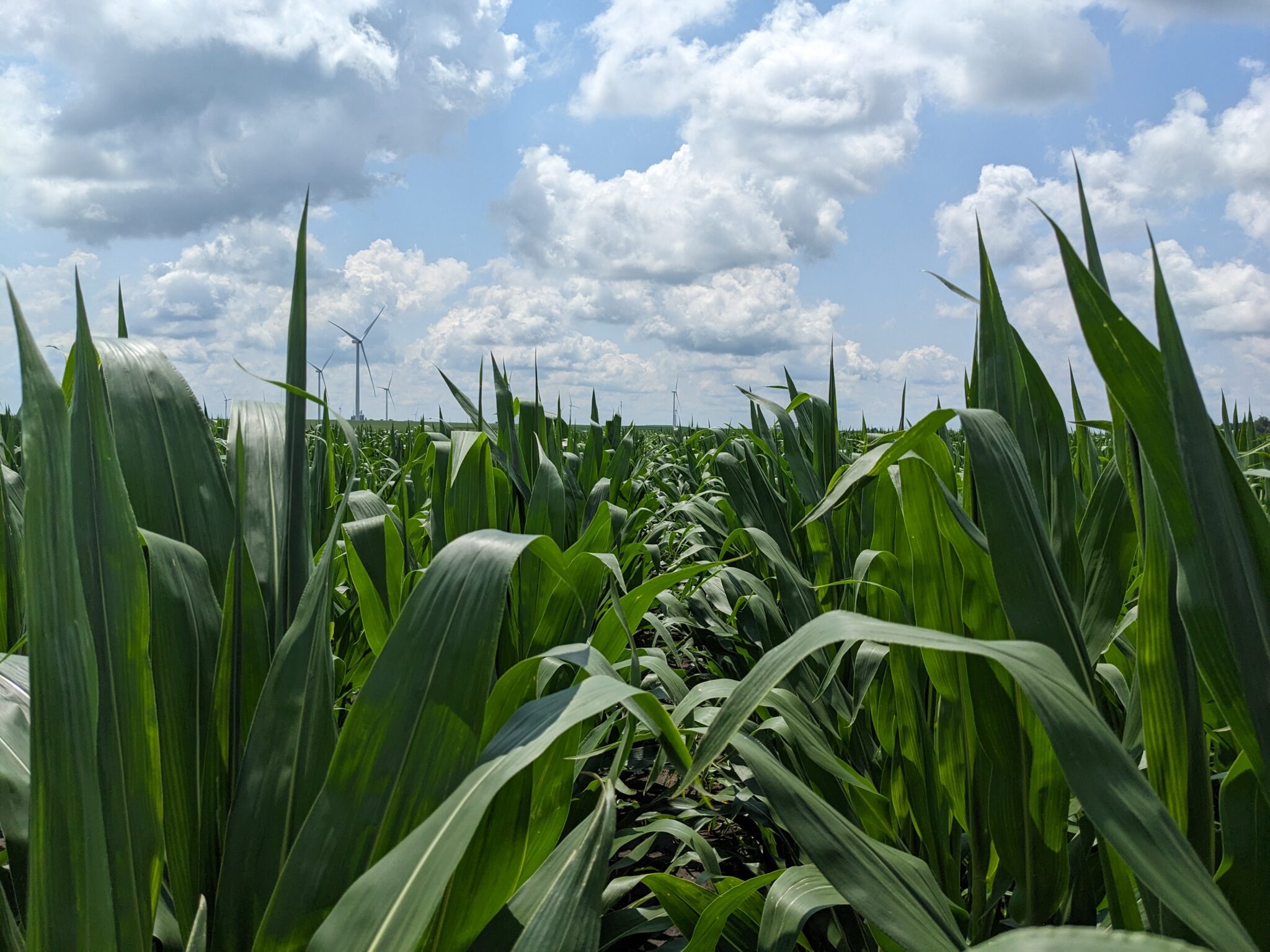 Illinois Crop Update - July 12, 2024 - farmdoc