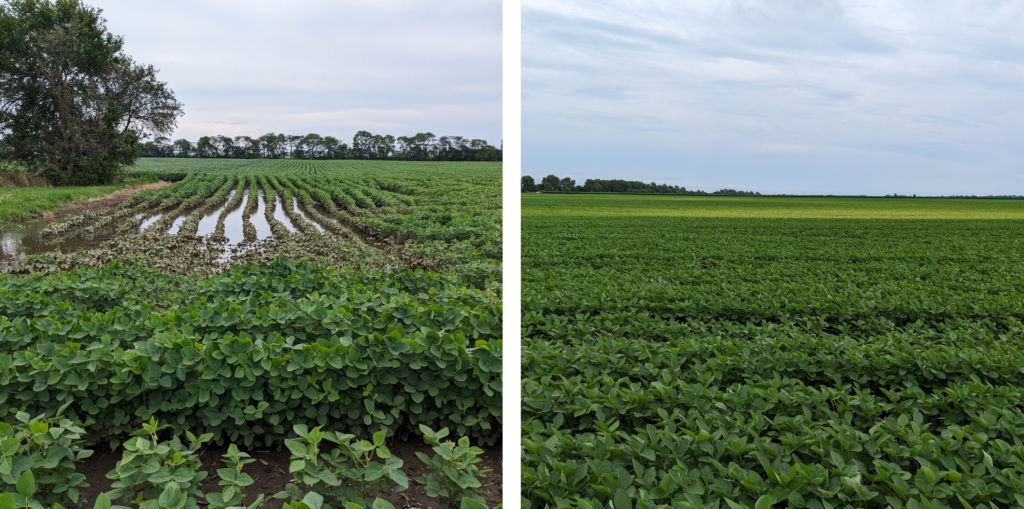 Illinois Crop Update - July 19, 2024 - farmdoc