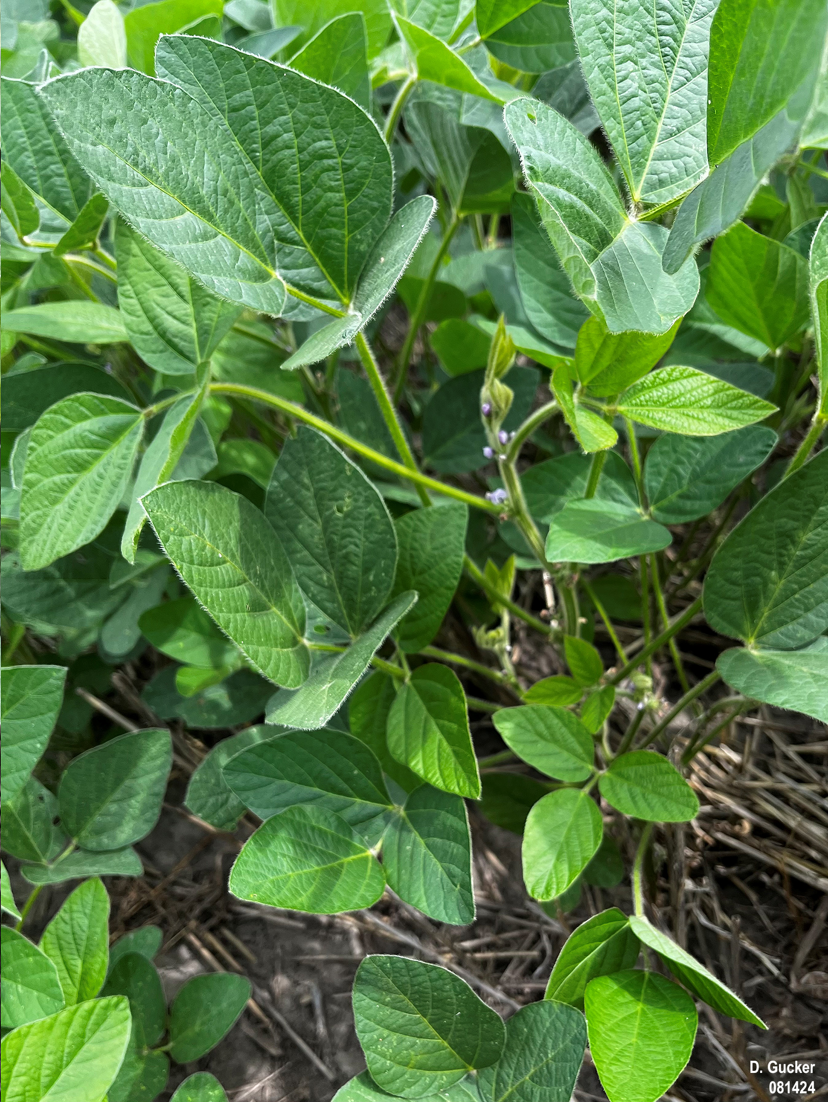 Illinois Crop Update - August 16, 2024 - farmdoc