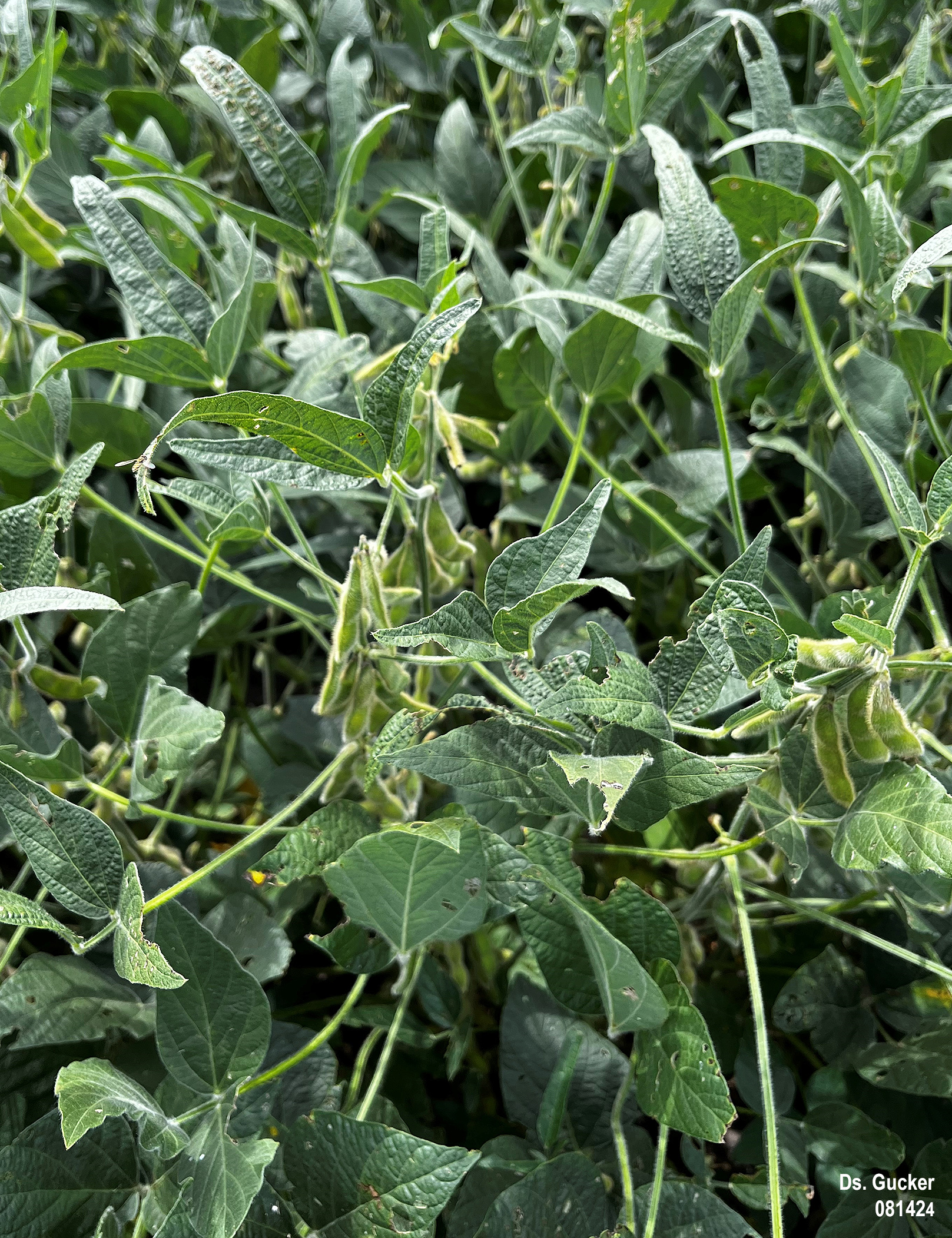 Illinois Crop Update - August 16, 2024 - farmdoc