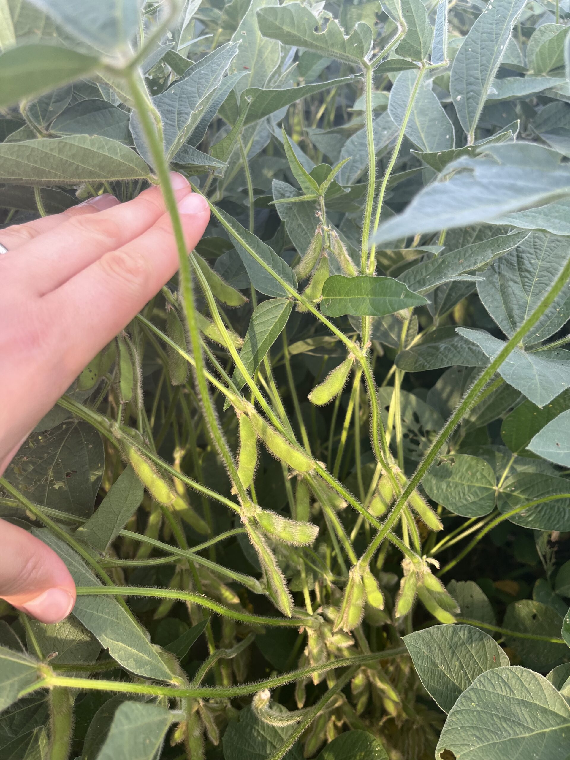 Illinois Crop Update - August 16, 2024 - farmdoc