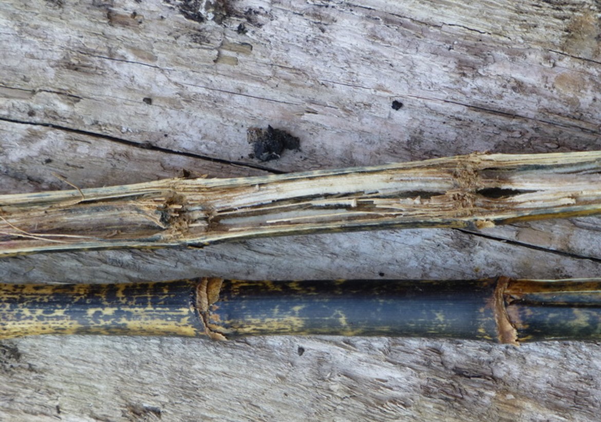 Stalk Rot: A Significant Disease in Corn - farmdoc